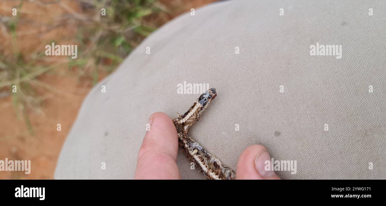 Spectacled Hooded Snake (Suta spectabilis Stock Photo - Alamy