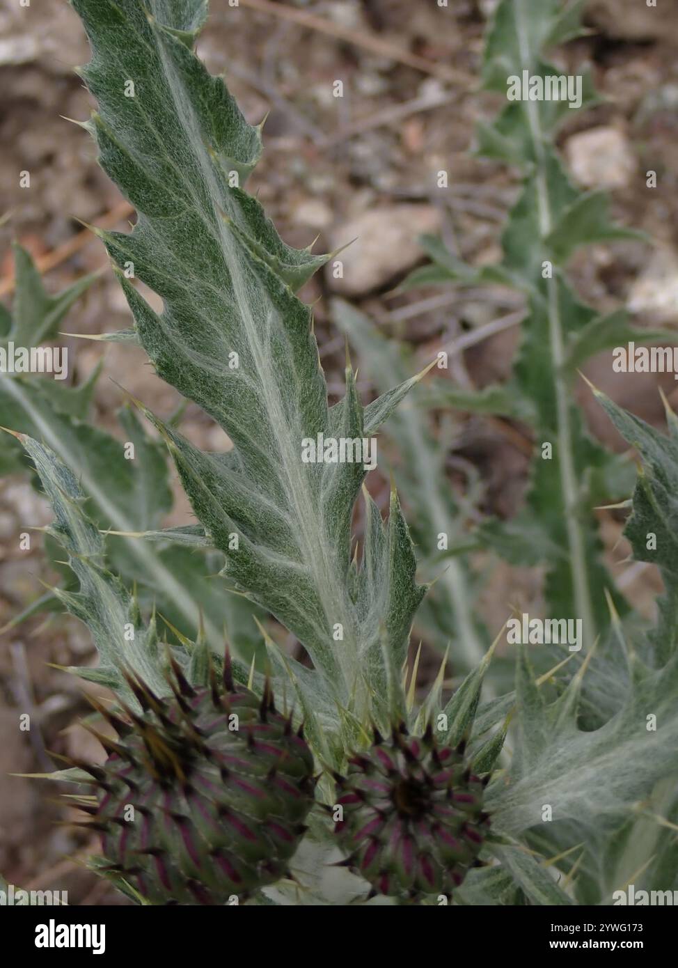 wavyleaf thistle (Cirsium undulatum Stock Photo - Alamy