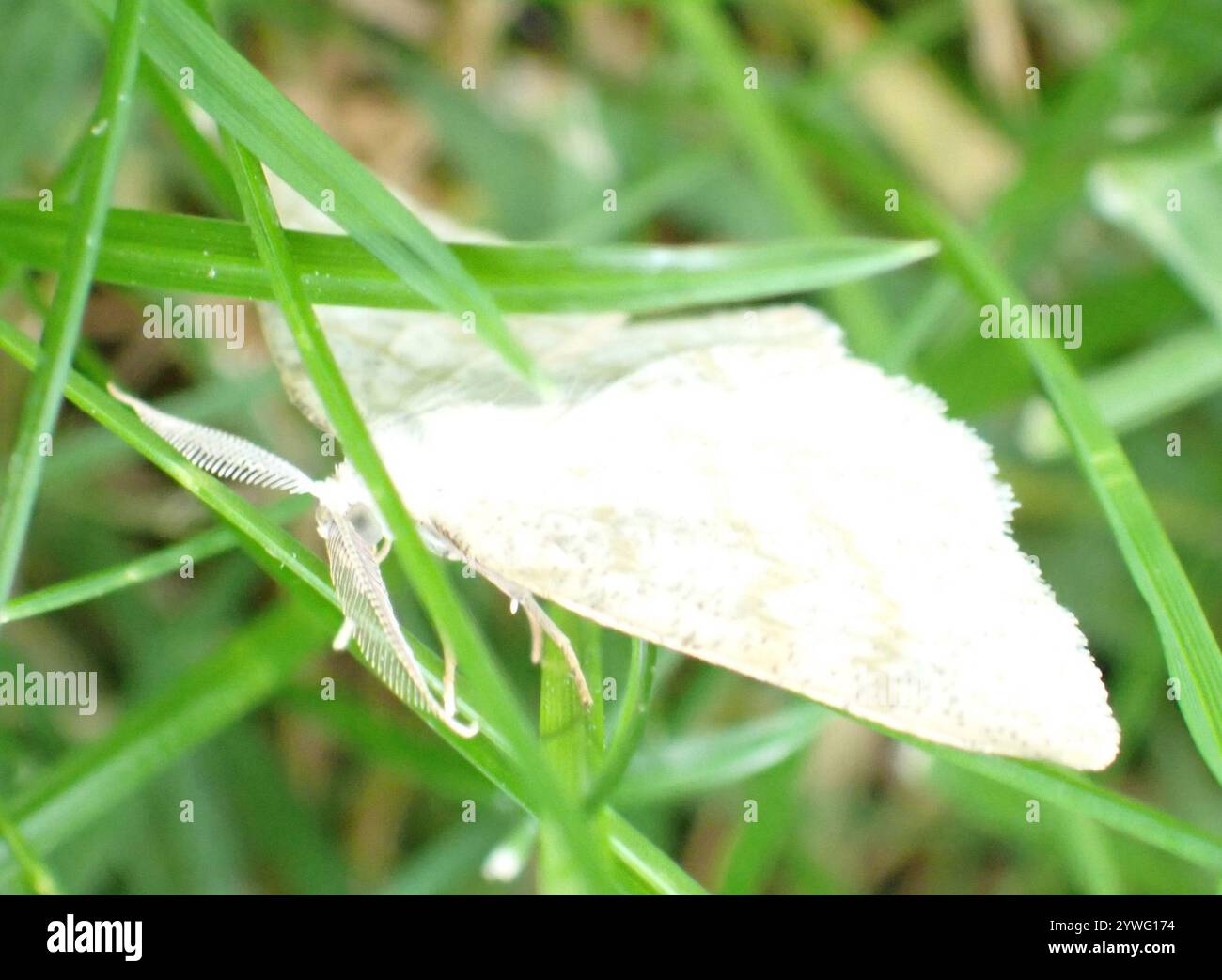 Northern Wave Moth (Cabera exanthemata Stock Photo - Alamy