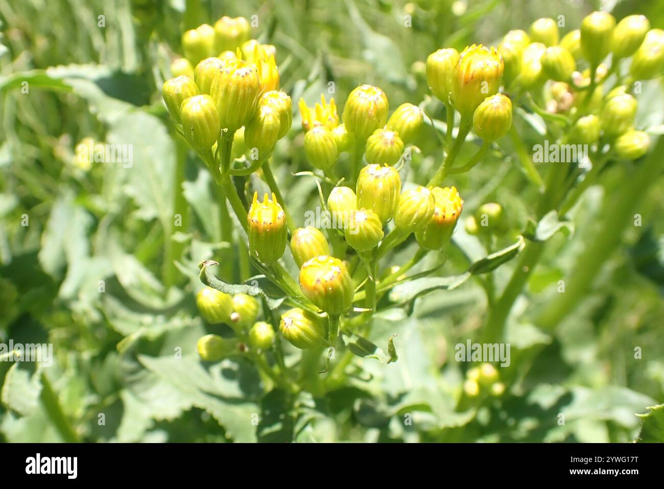 Arrowleaf Senecio (Senecio triangularis Stock Photo - Alamy