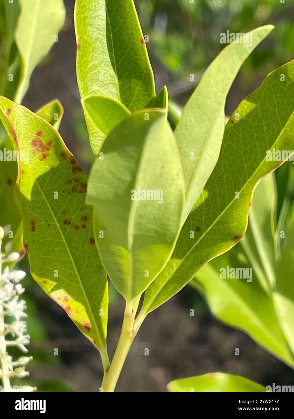 Swamp titi (Cyrilla racemiflora Stock Photo - Alamy