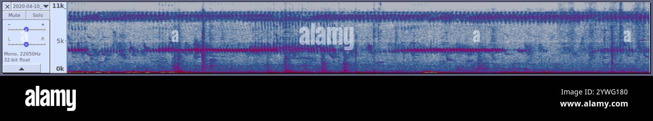 Teleogryllus hi-res stock photography and images - Alamy