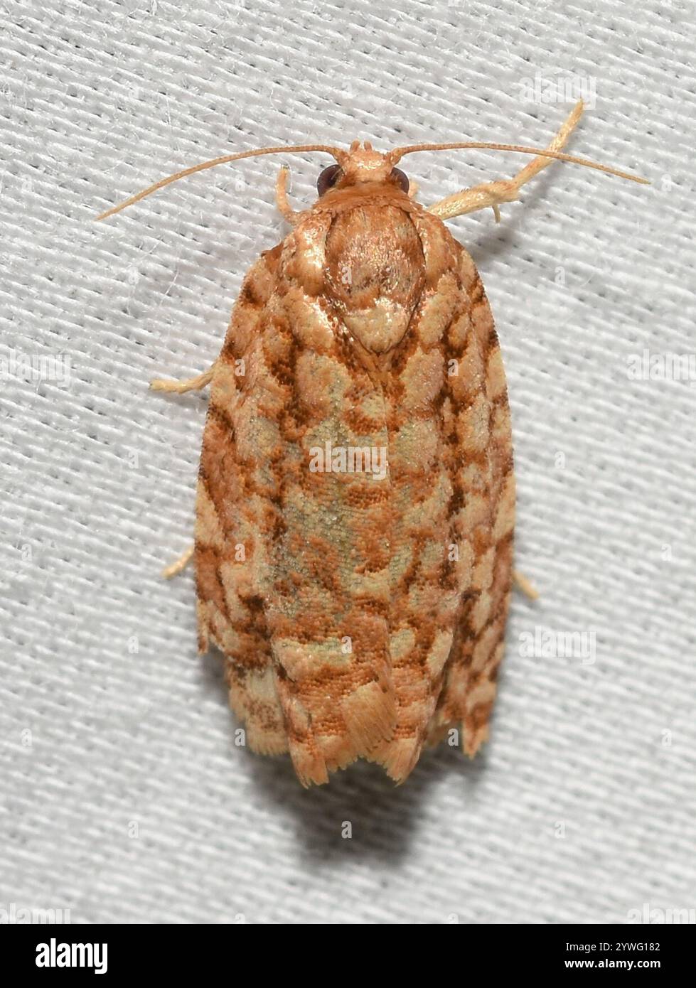 Juniper Budworm Moth (Choristoneura houstonana Stock Photo - Alamy