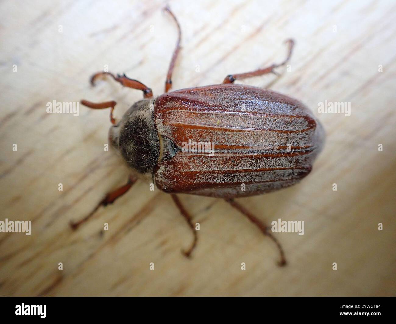 Common Cockchafer (Melolontha melolontha Stock Photo - Alamy