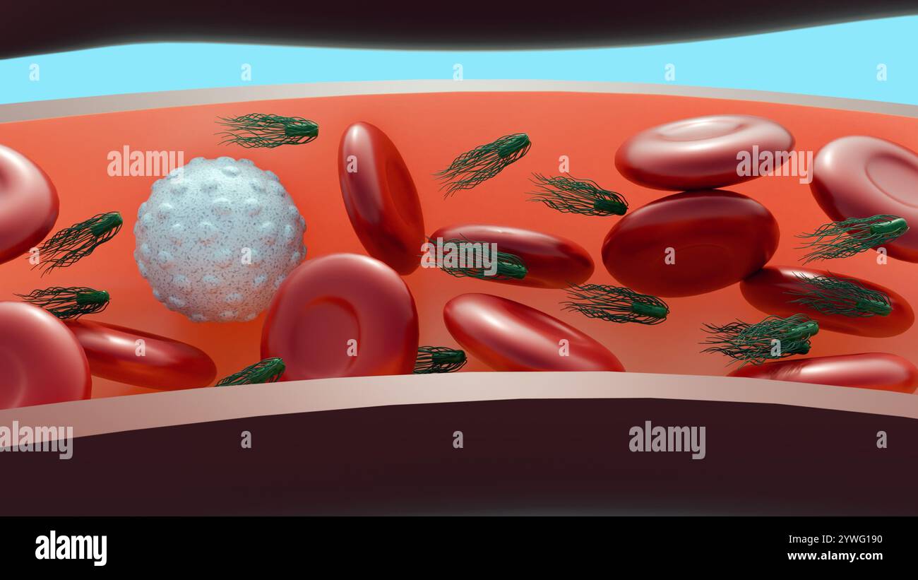Proteus mirabilis can cause bloodstream infections by releasing ...