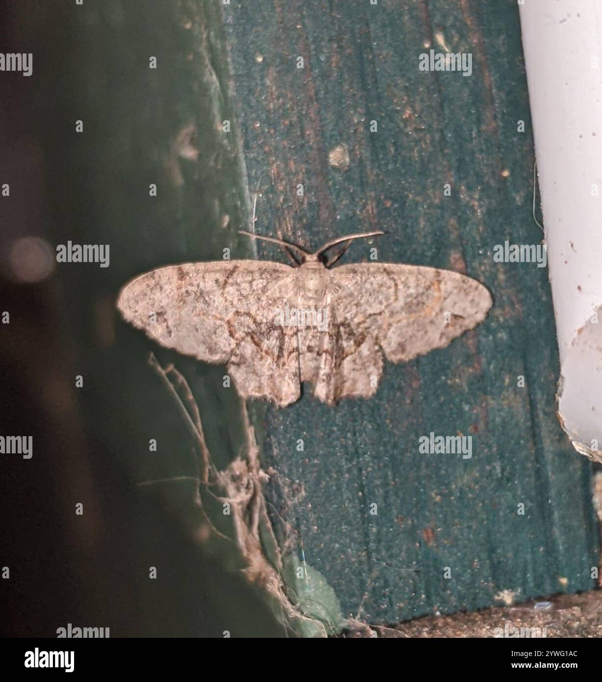 Gray Scoopwing (Callizzia amorata Stock Photo - Alamy