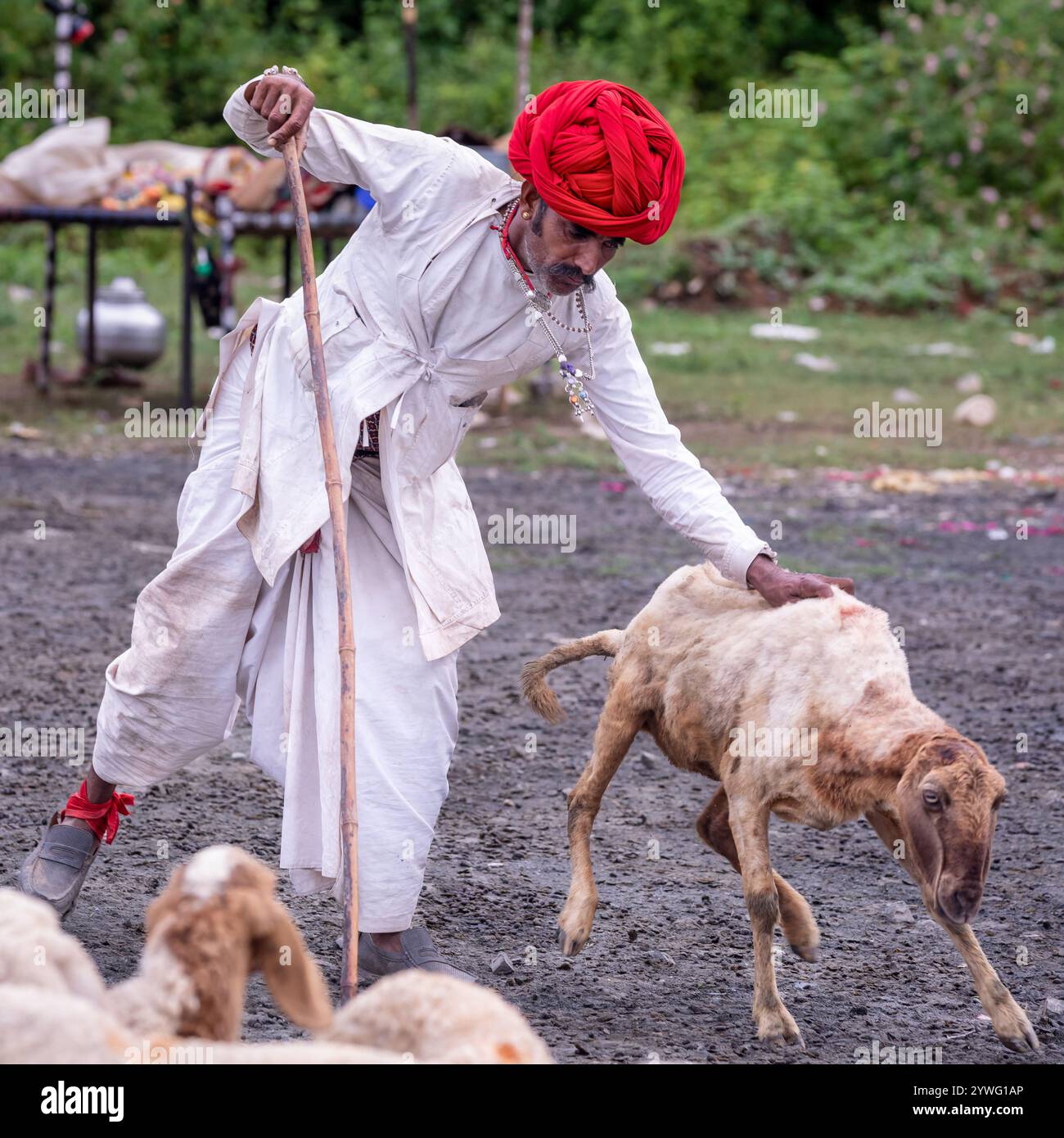 Portrait of a Rabari herder, Gujarat, India Stock Photo - Alamy