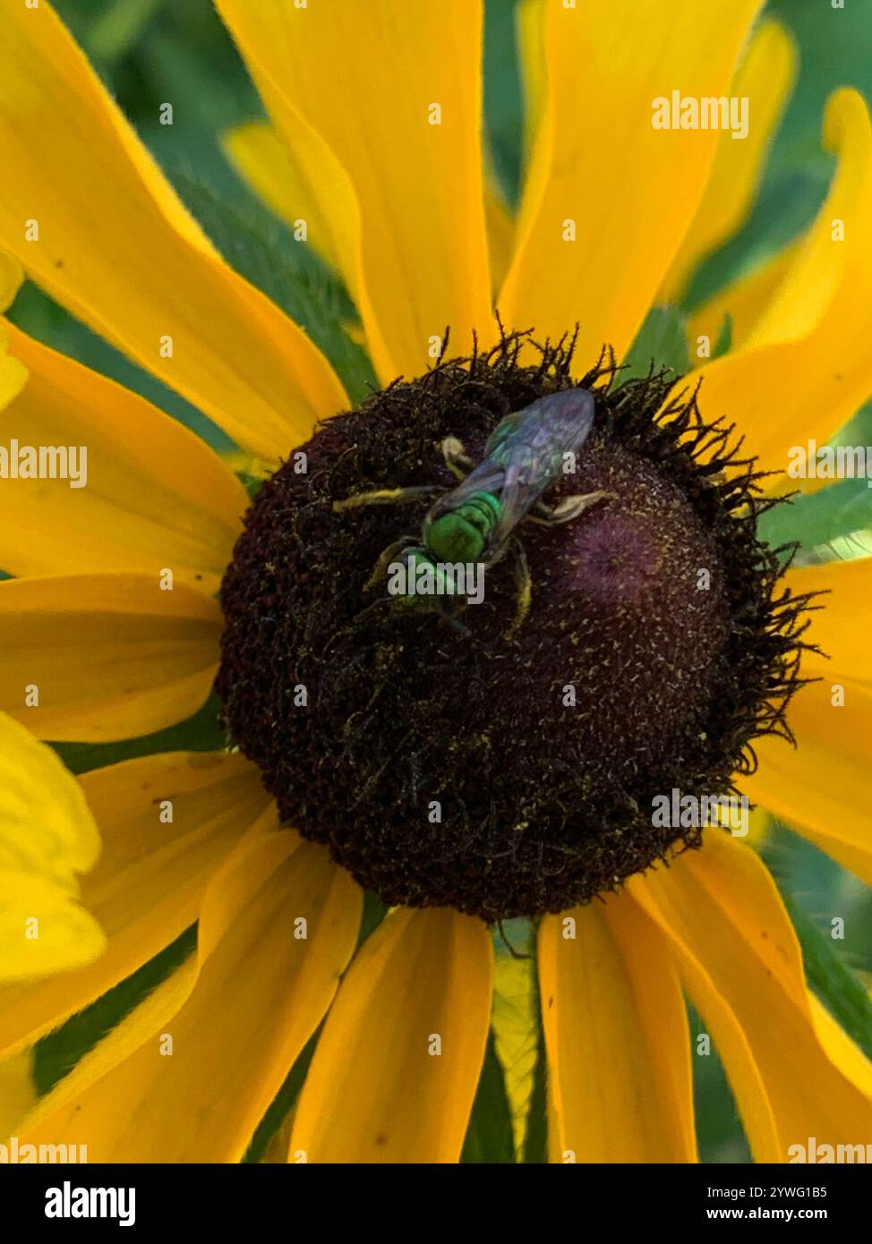 Augochlorine Sweat Bees (Augochlorini Stock Photo - Alamy