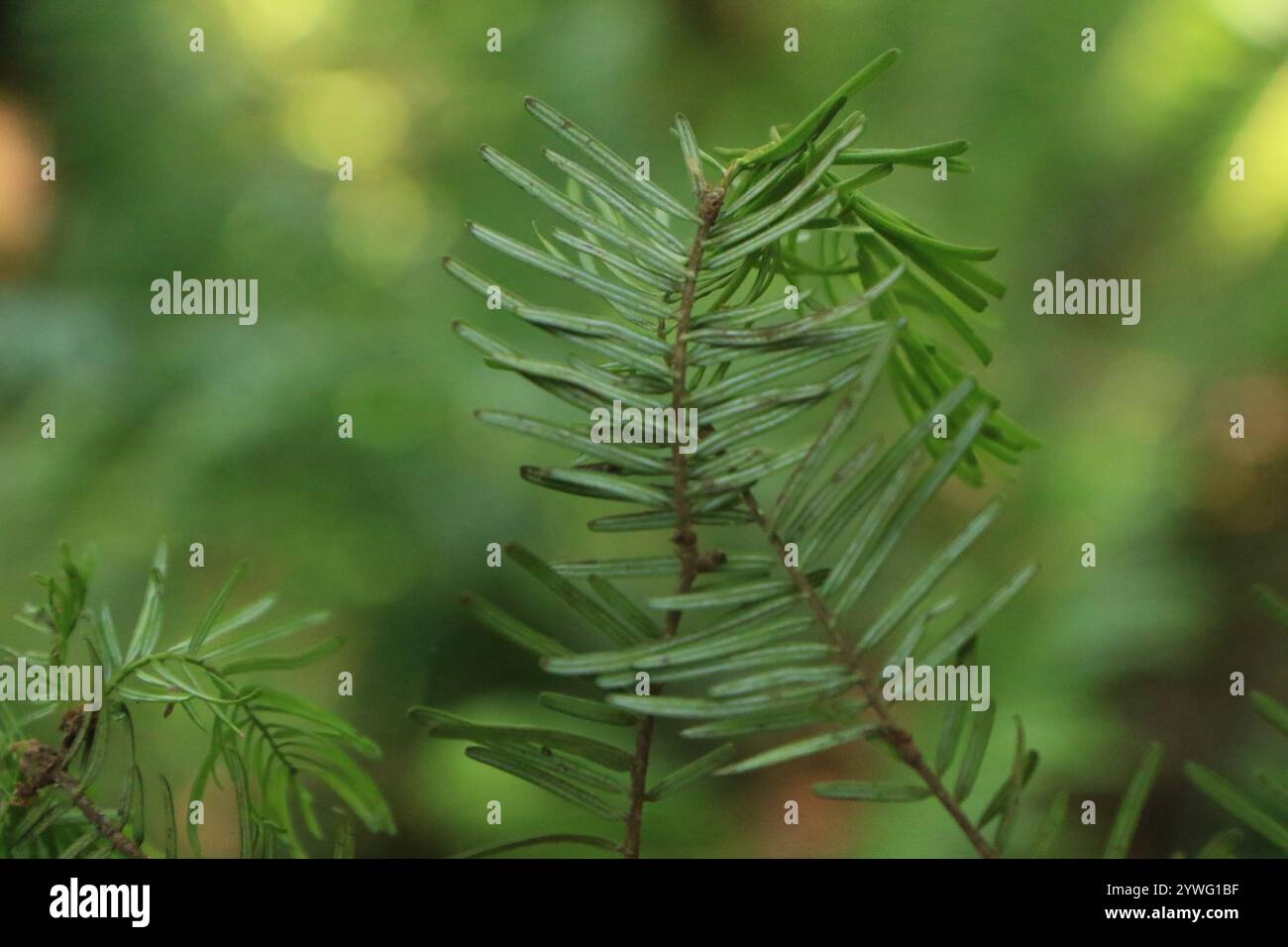 grand fir (Abies grandis Stock Photo - Alamy