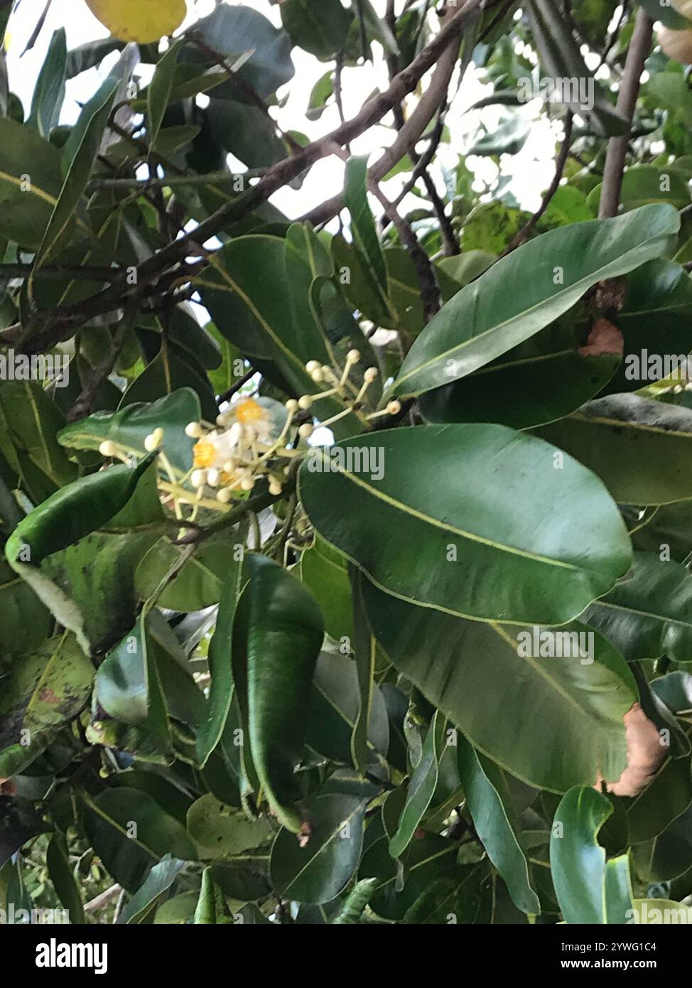 Alexandrian Laurel (Calophyllum inophyllum Stock Photo - Alamy
