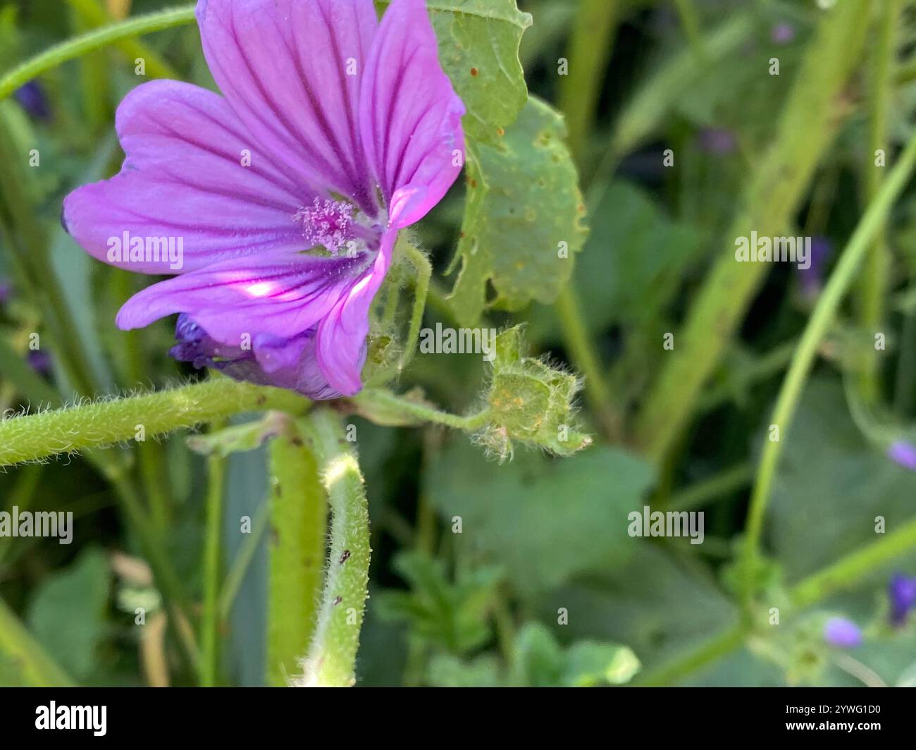 Common Mallow (Malva sylvestris Stock Photo - Alamy
