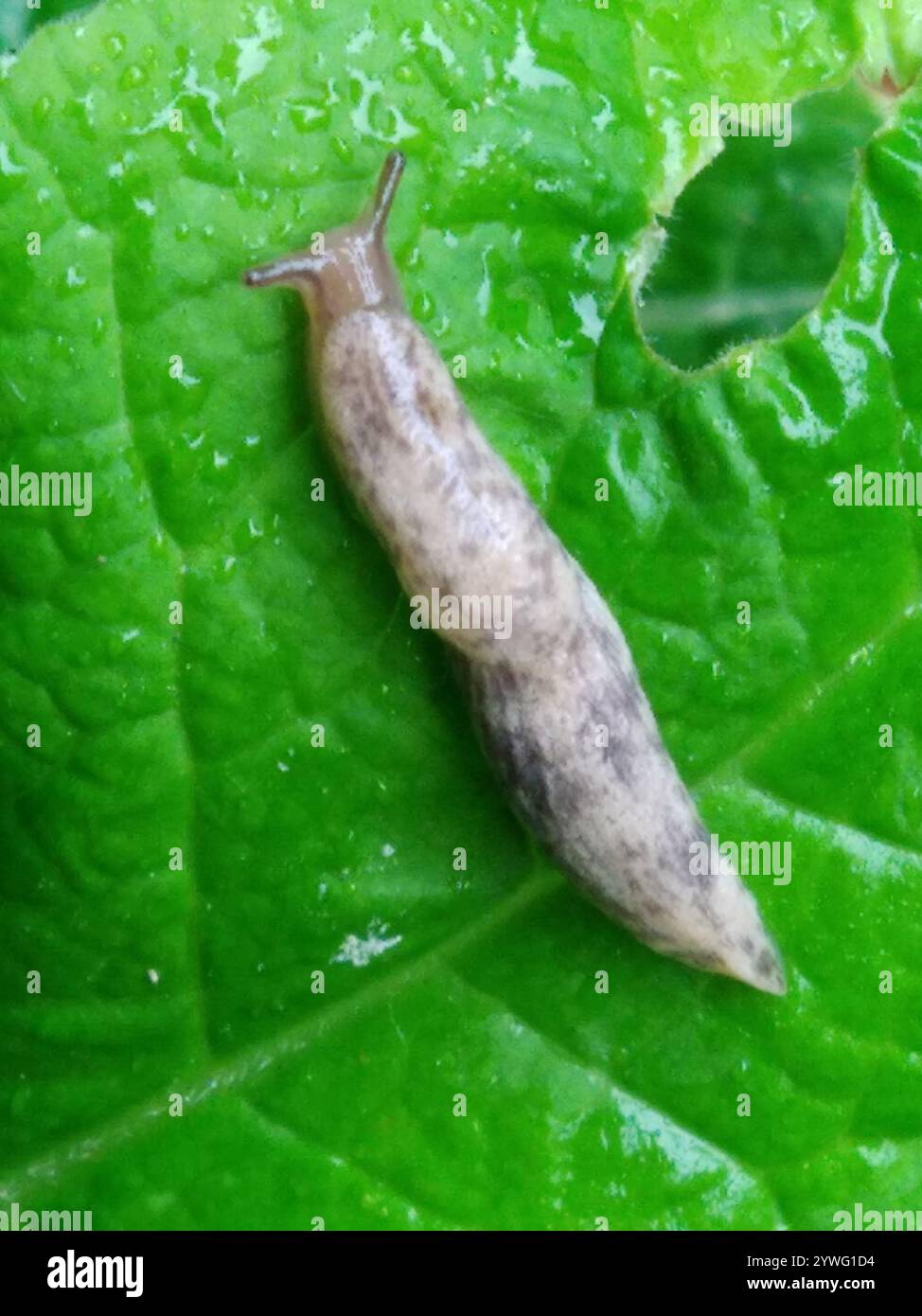 Milky slug hi-res stock photography and images - Alamy