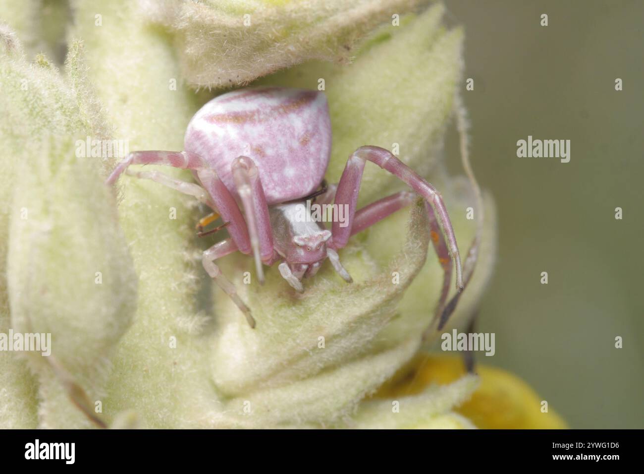 Pink Crab Spider (Thomisus onustus Stock Photo - Alamy
