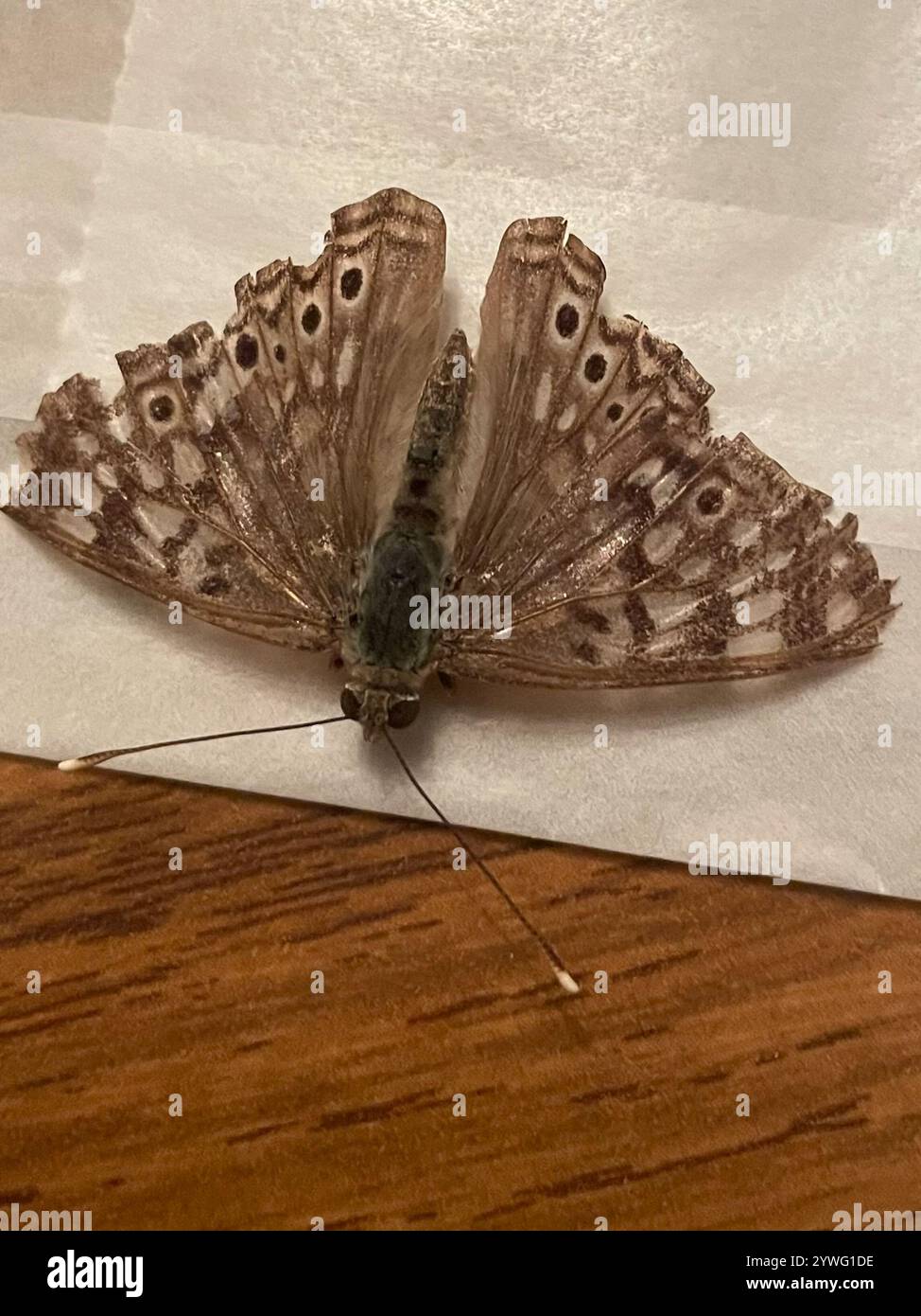 Hackberry Emperor (Asterocampa celtis Stock Photo - Alamy