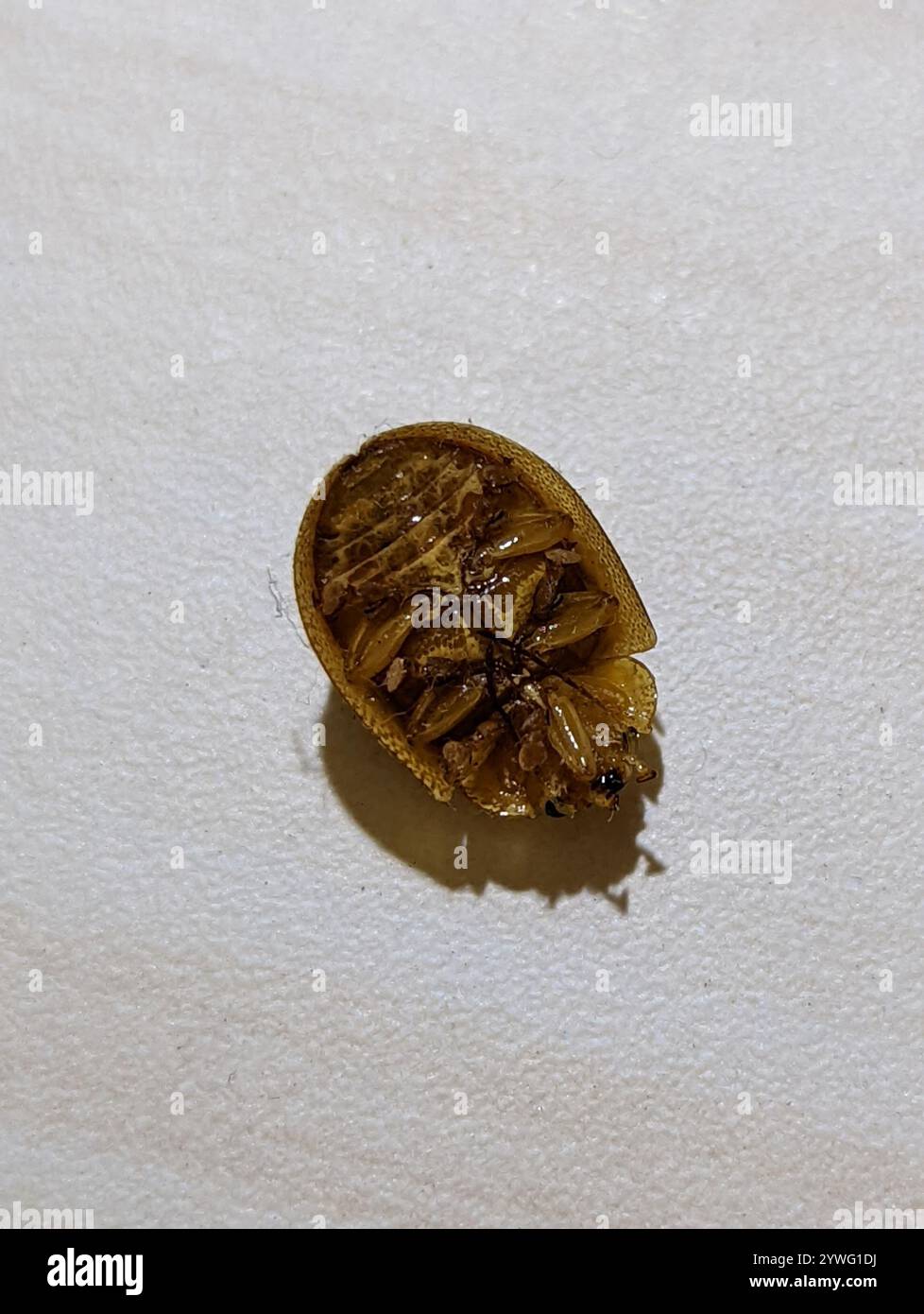 Atomaria beetle hi-res stock photography and images - Alamy