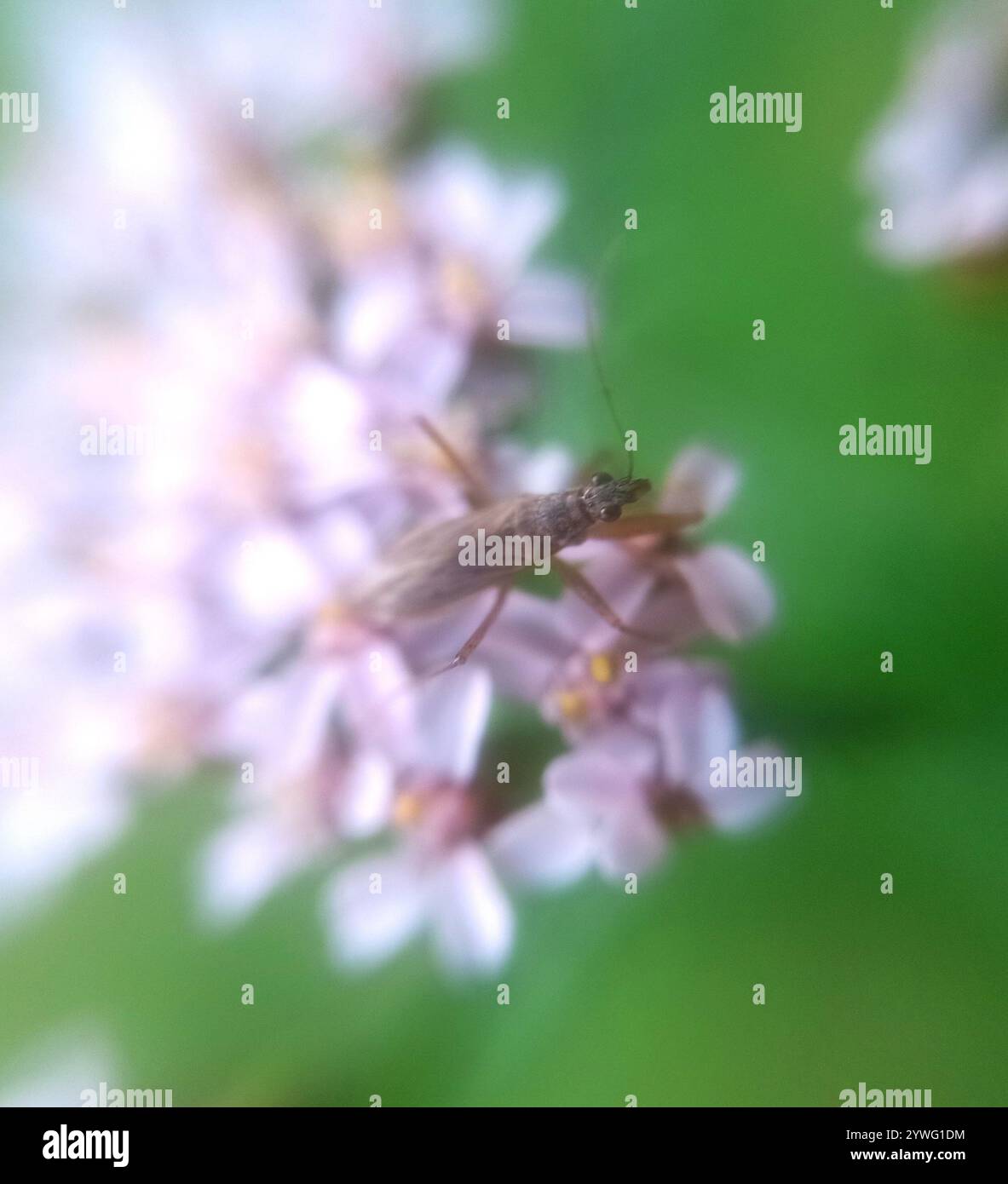 Common Damsel Bug (Nabis rugosus Stock Photo - Alamy