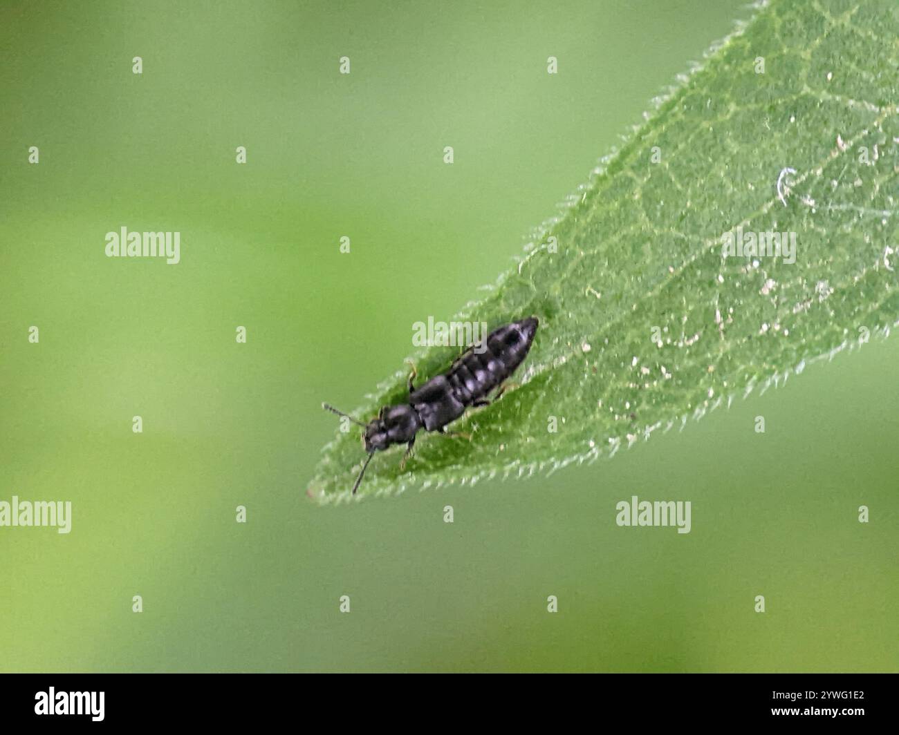 Rove Beetles (Staphylinidae Stock Photo - Alamy