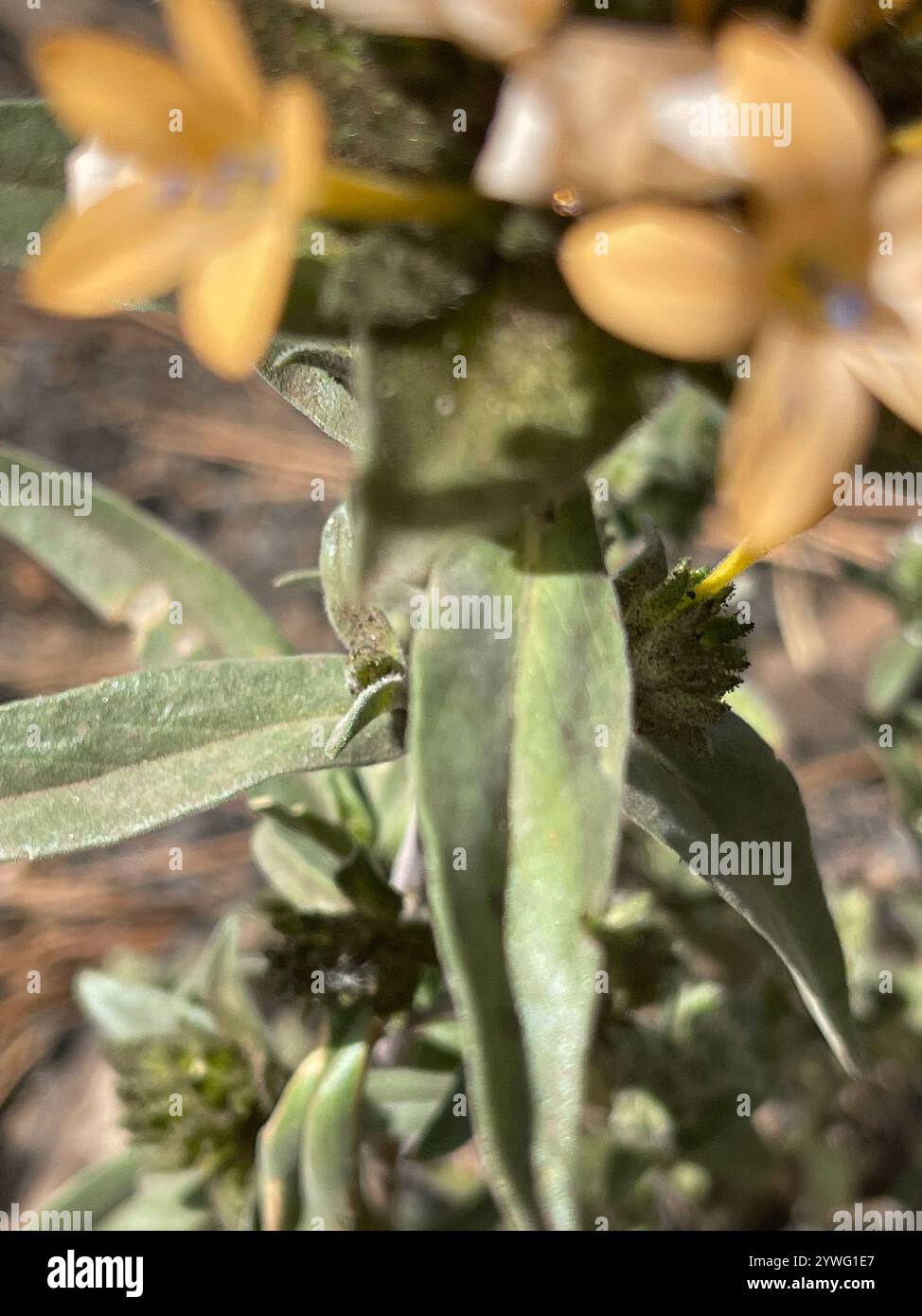 grand collomia (Collomia grandiflora Stock Photo - Alamy