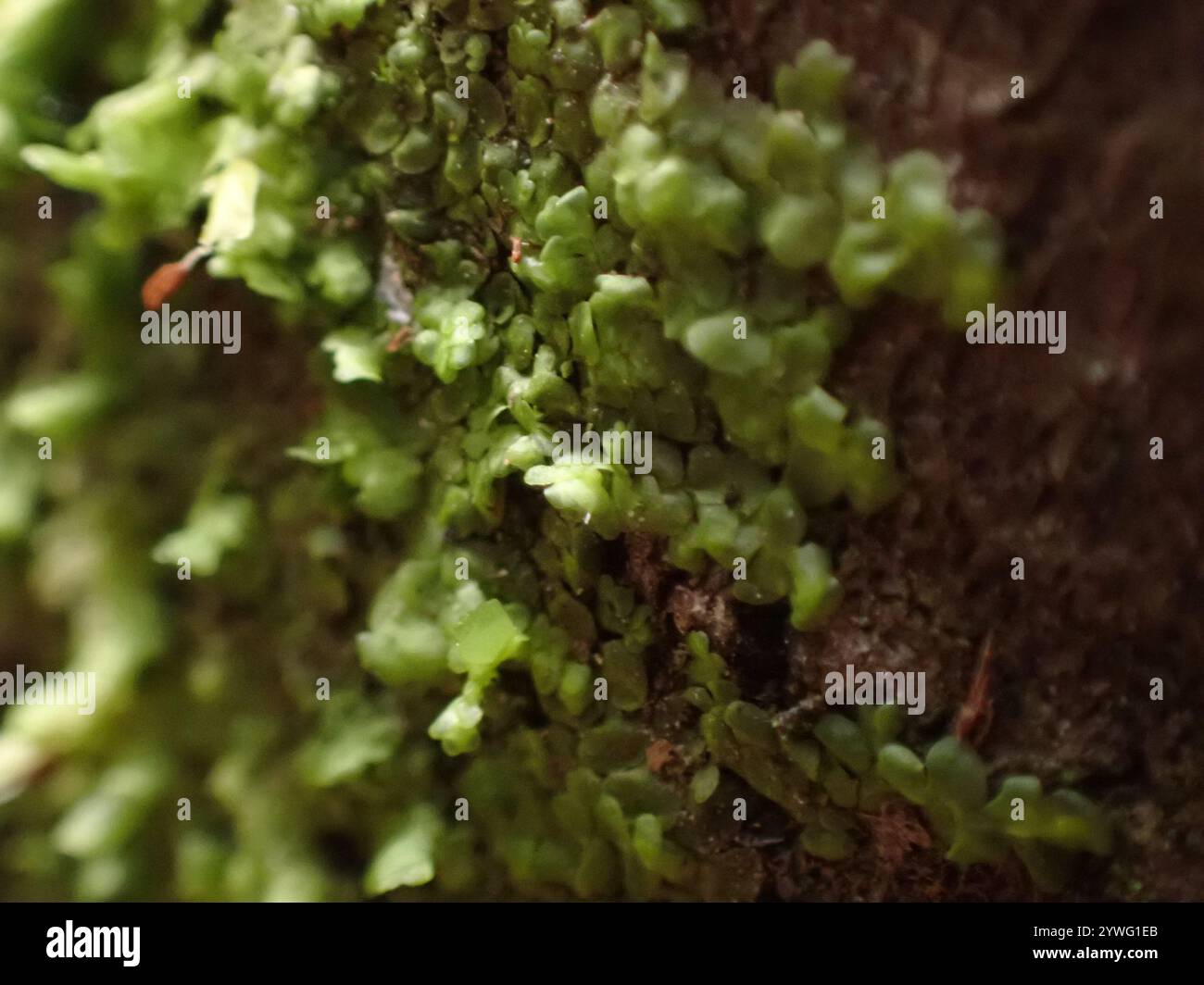Radula complanata hi-res stock photography and images - Alamy