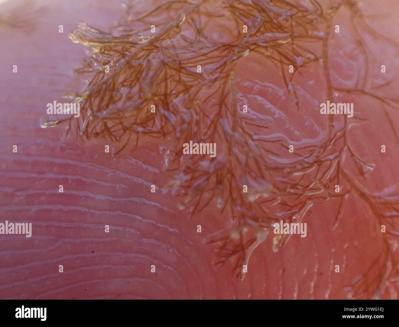 red algae (Rhodophyta Stock Photo - Alamy