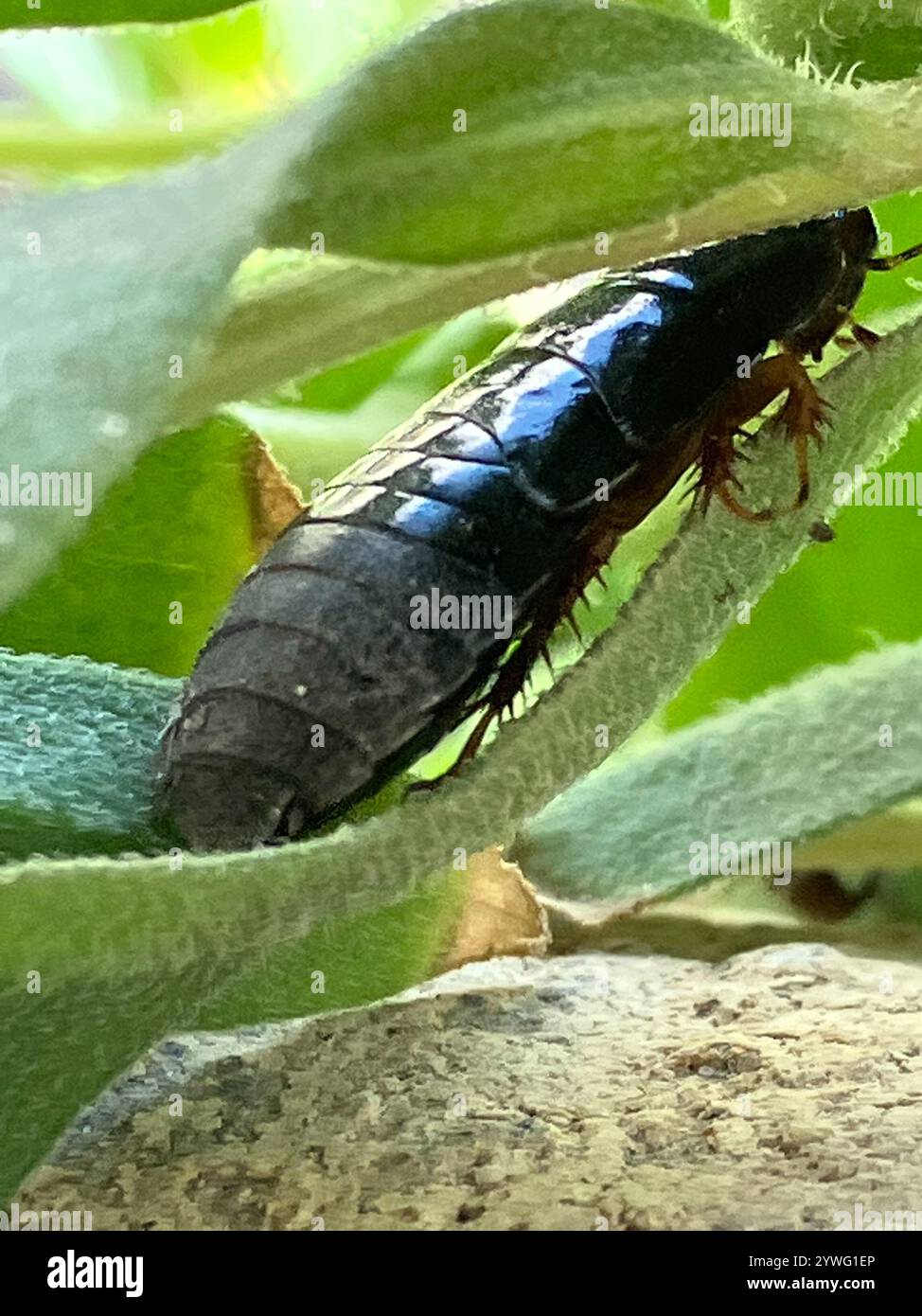 Cockroaches and Termites (Blattodea Stock Photo - Alamy