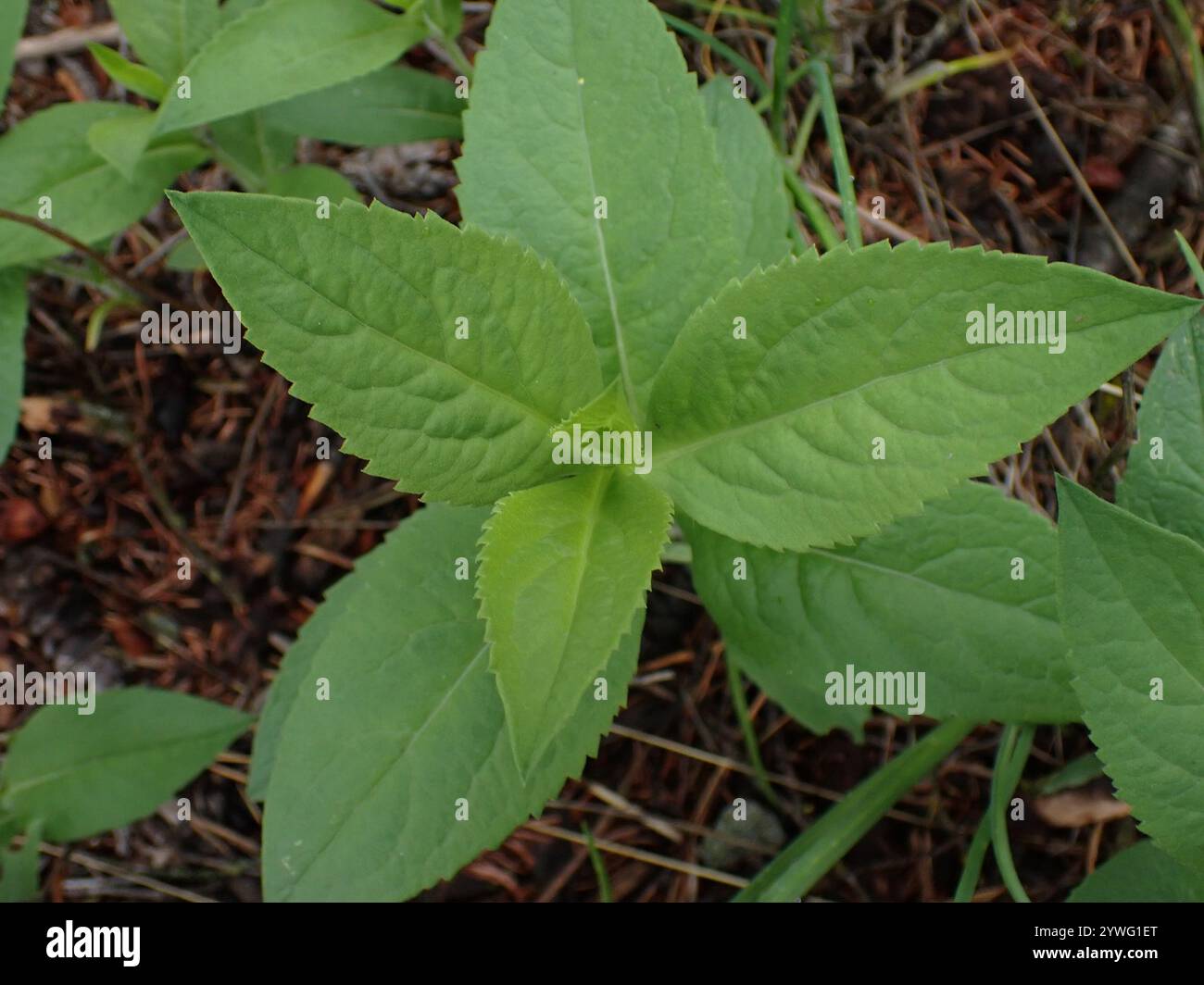 Showy Aster (Eurybia conspicua Stock Photo - Alamy