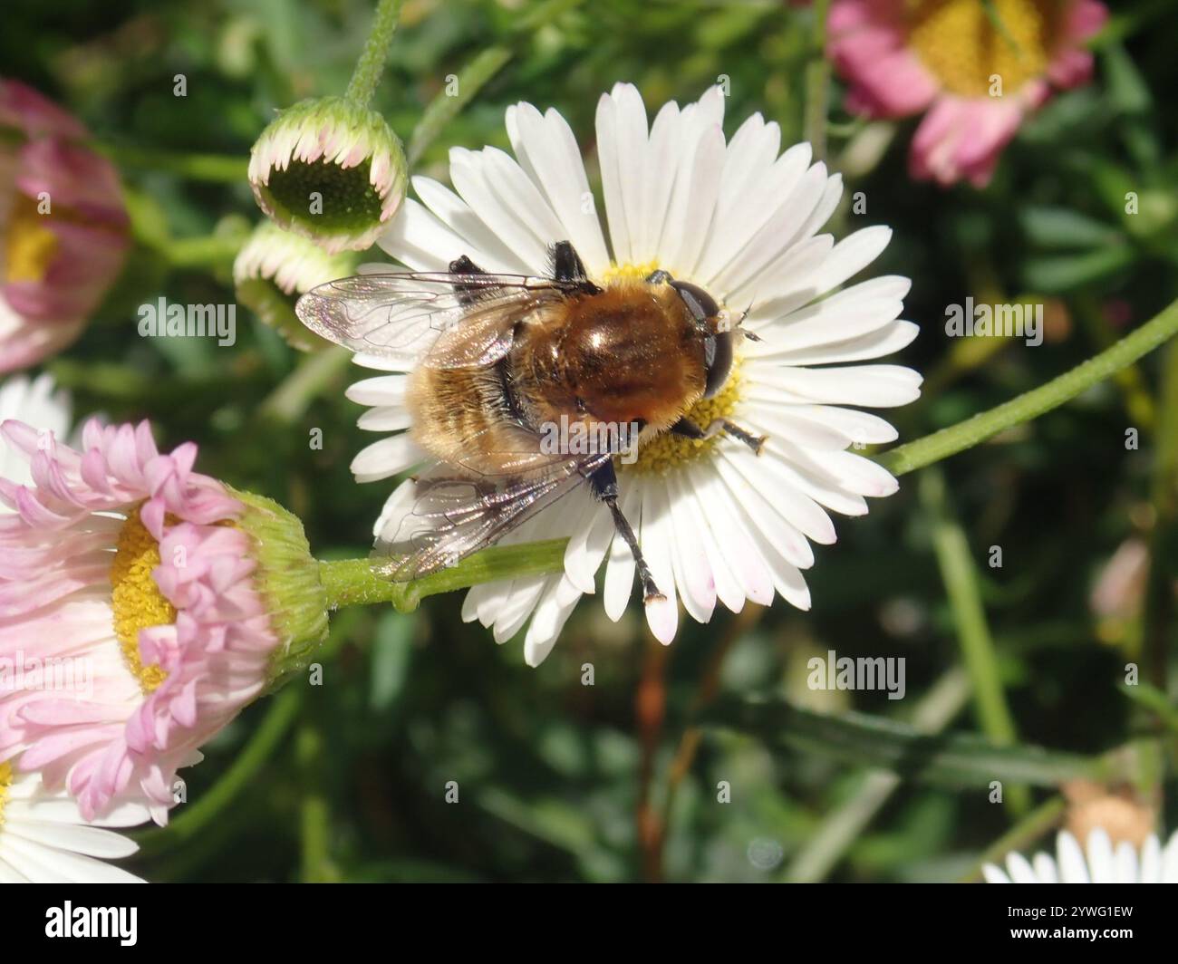 Narcissus Bulb Fly (Merodon equestris Stock Photo - Alamy