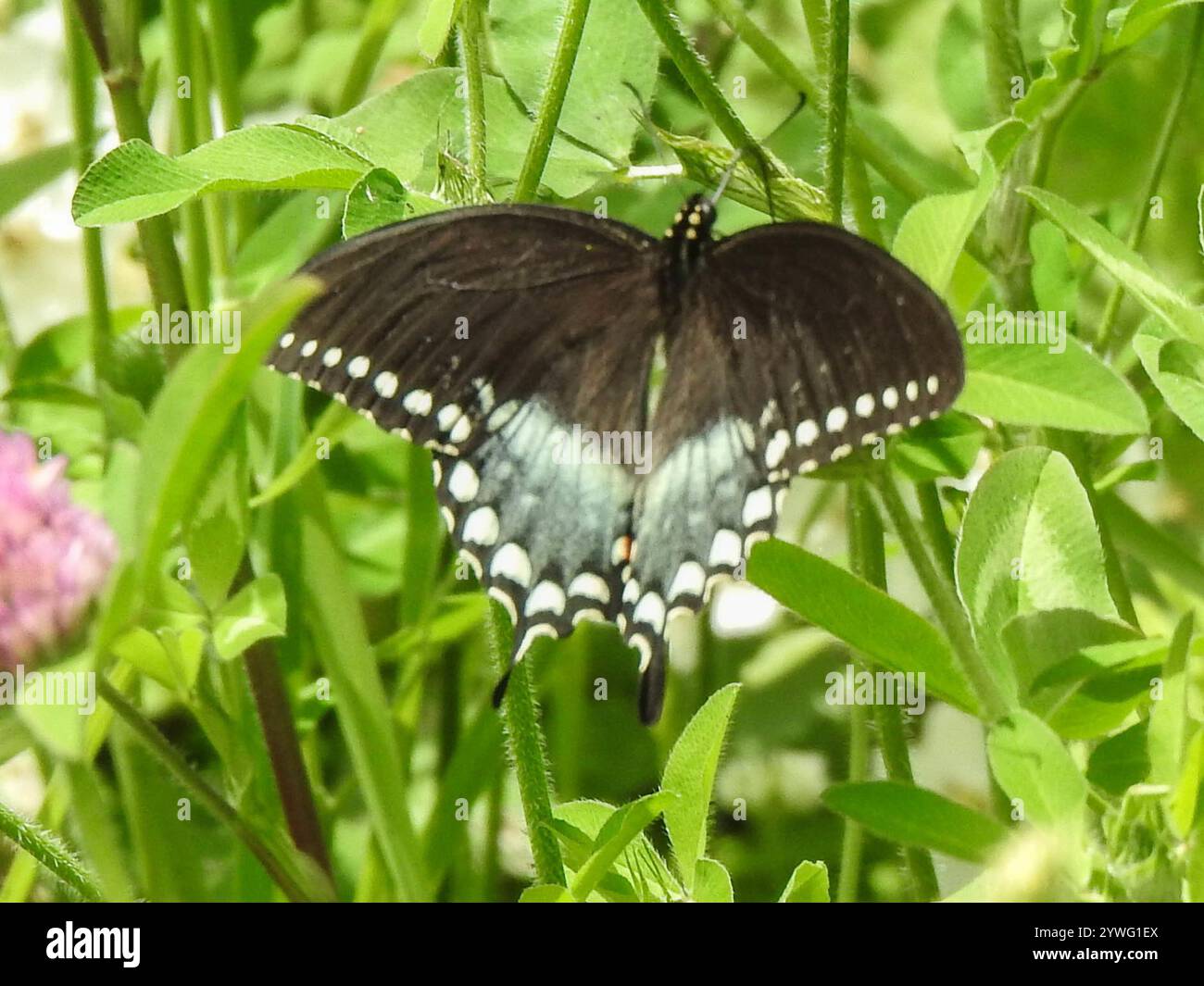 Spicebush Swallowtail (Papilio troilus Stock Photo - Alamy