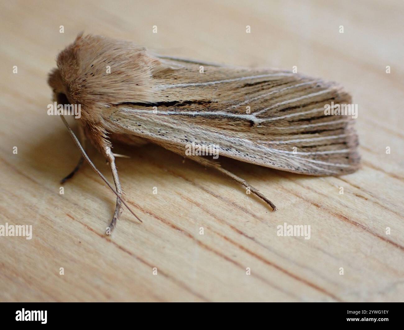 Shoulder striped wainscot hi-res stock photography and images - Alamy