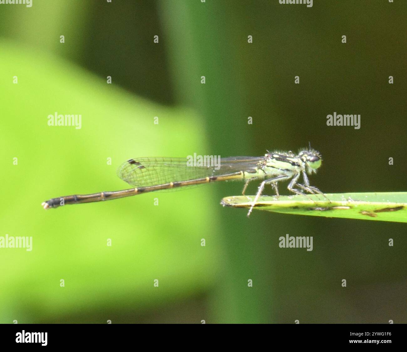 Fragile Forktail (Ischnura posita Stock Photo - Alamy