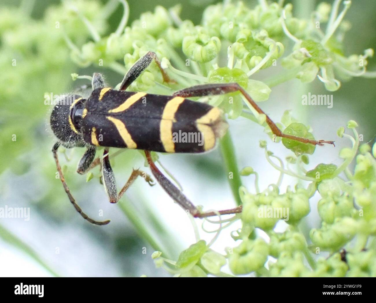 Wasp Beetle (Clytus arietis Stock Photo - Alamy