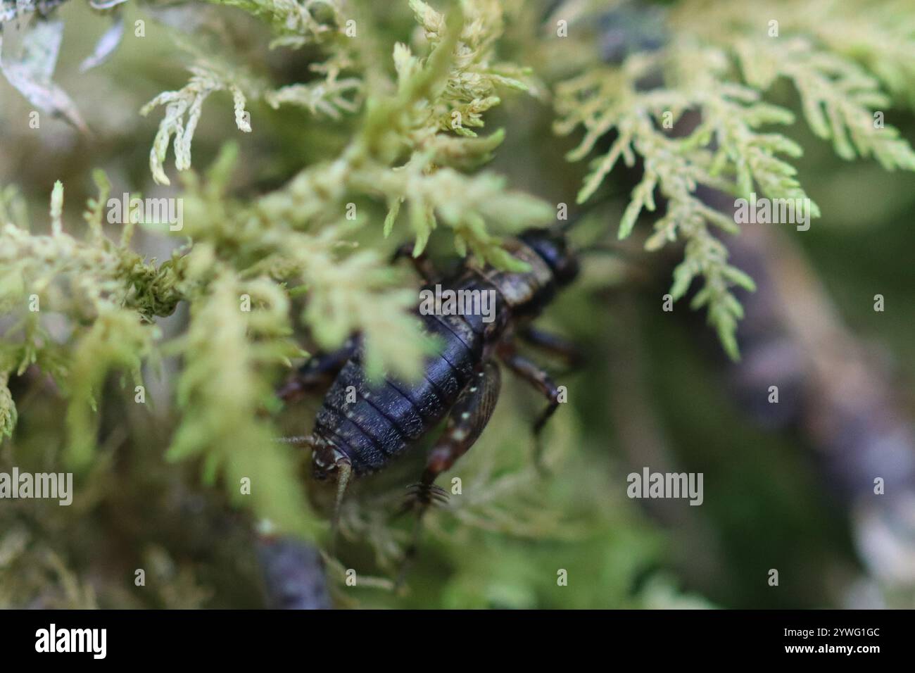 Wood Cricket (Nemobius sylvestris Stock Photo - Alamy