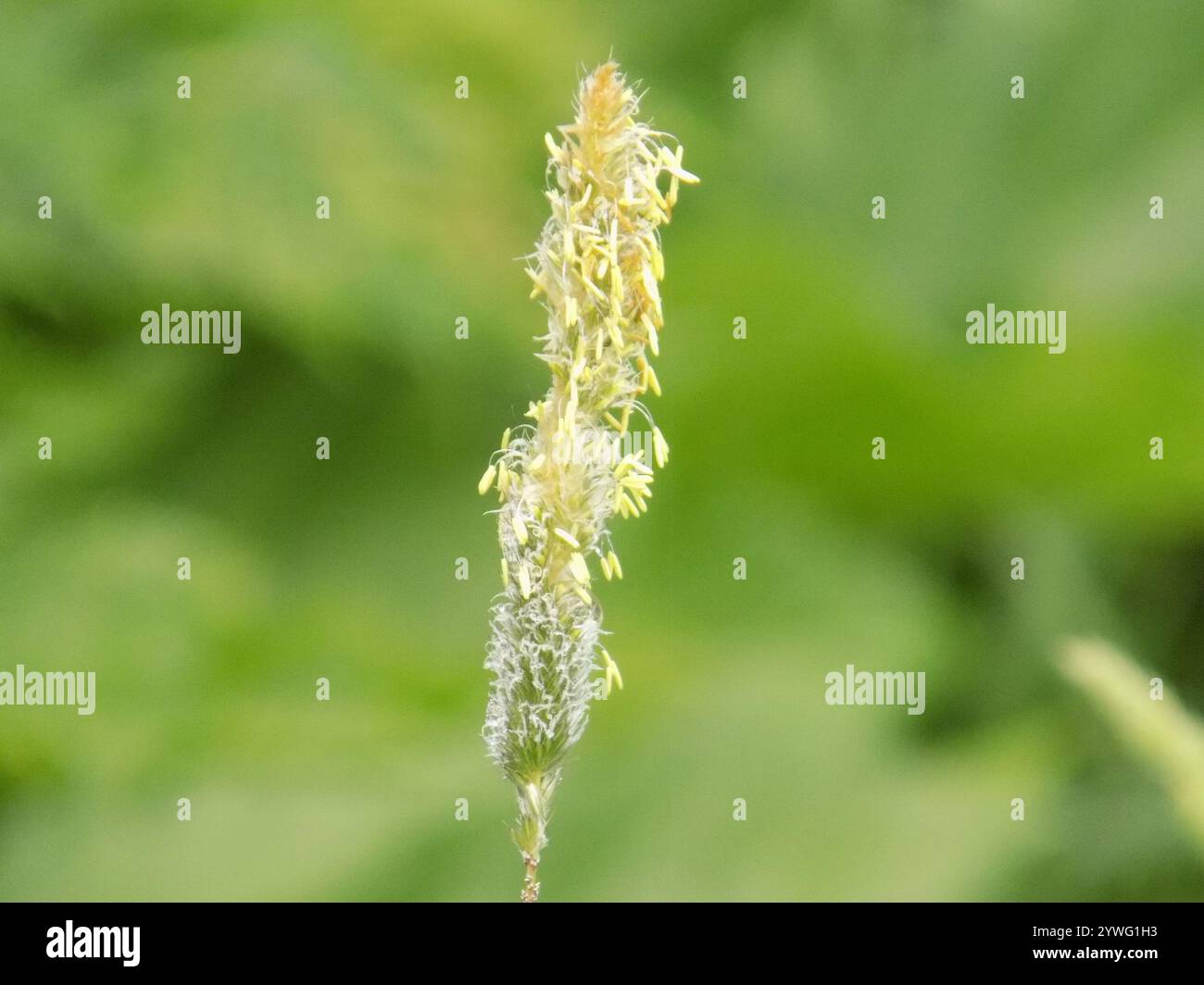 Foxtail grasses (Alopecurus Stock Photo - Alamy