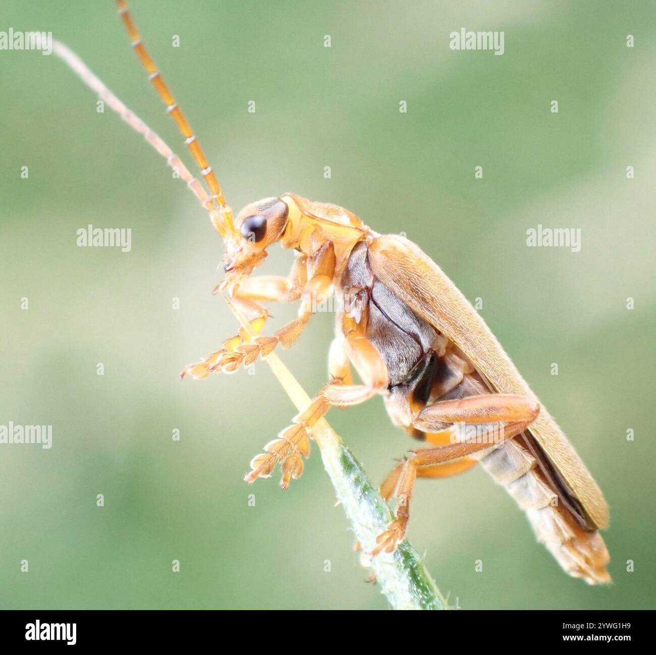 Red Soldier Beetle (Cantharis rufa Stock Photo - Alamy