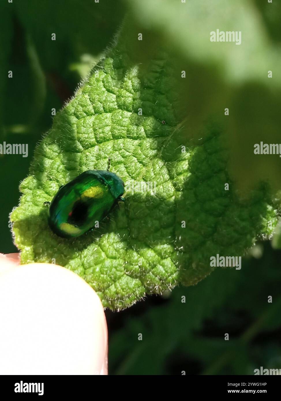 Mint Leaf beetle (Chrysolina herbacea Stock Photo - Alamy