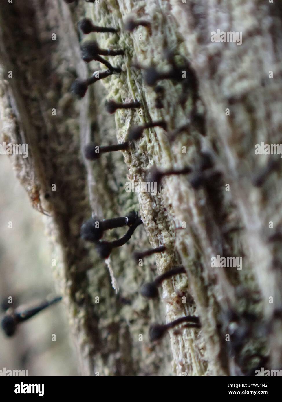Green Stubble Lichen (Calicium viride Stock Photo - Alamy