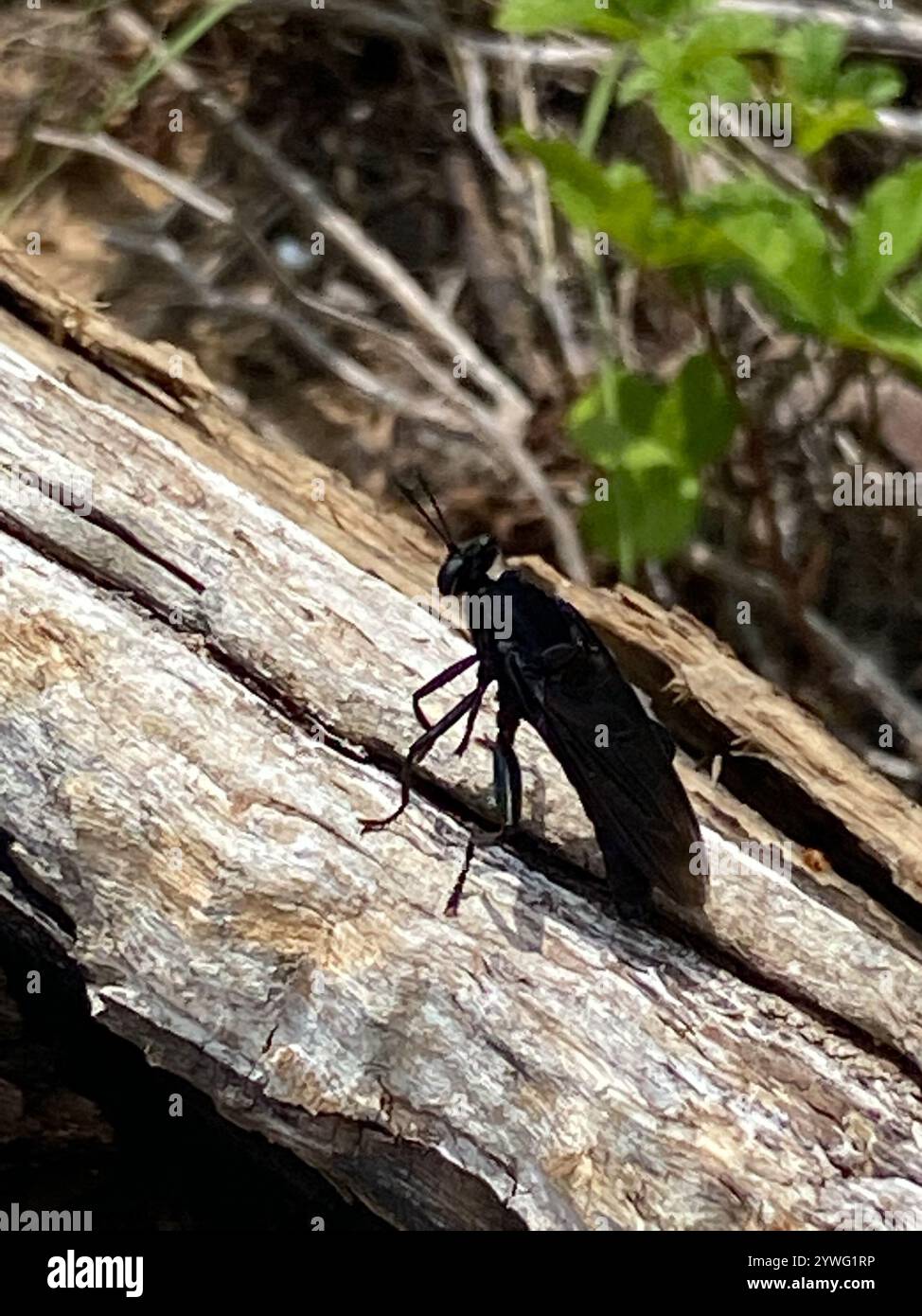 Mydas flies hi-res stock photography and images - Alamy