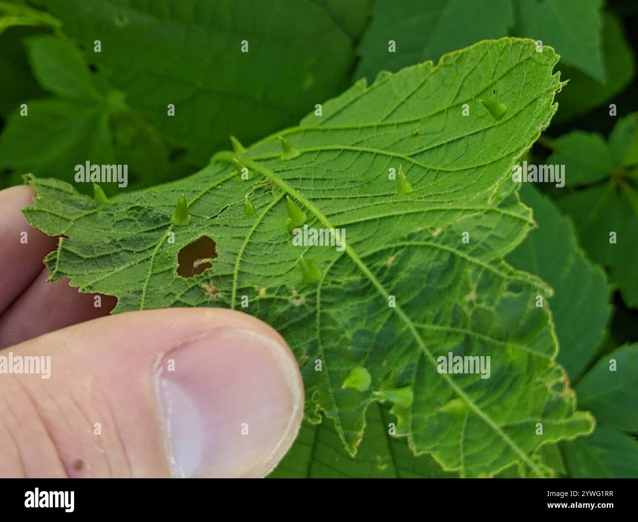 Hackberry Thorn Gall Midge (Celticecis spiniformis Stock Photo - Alamy