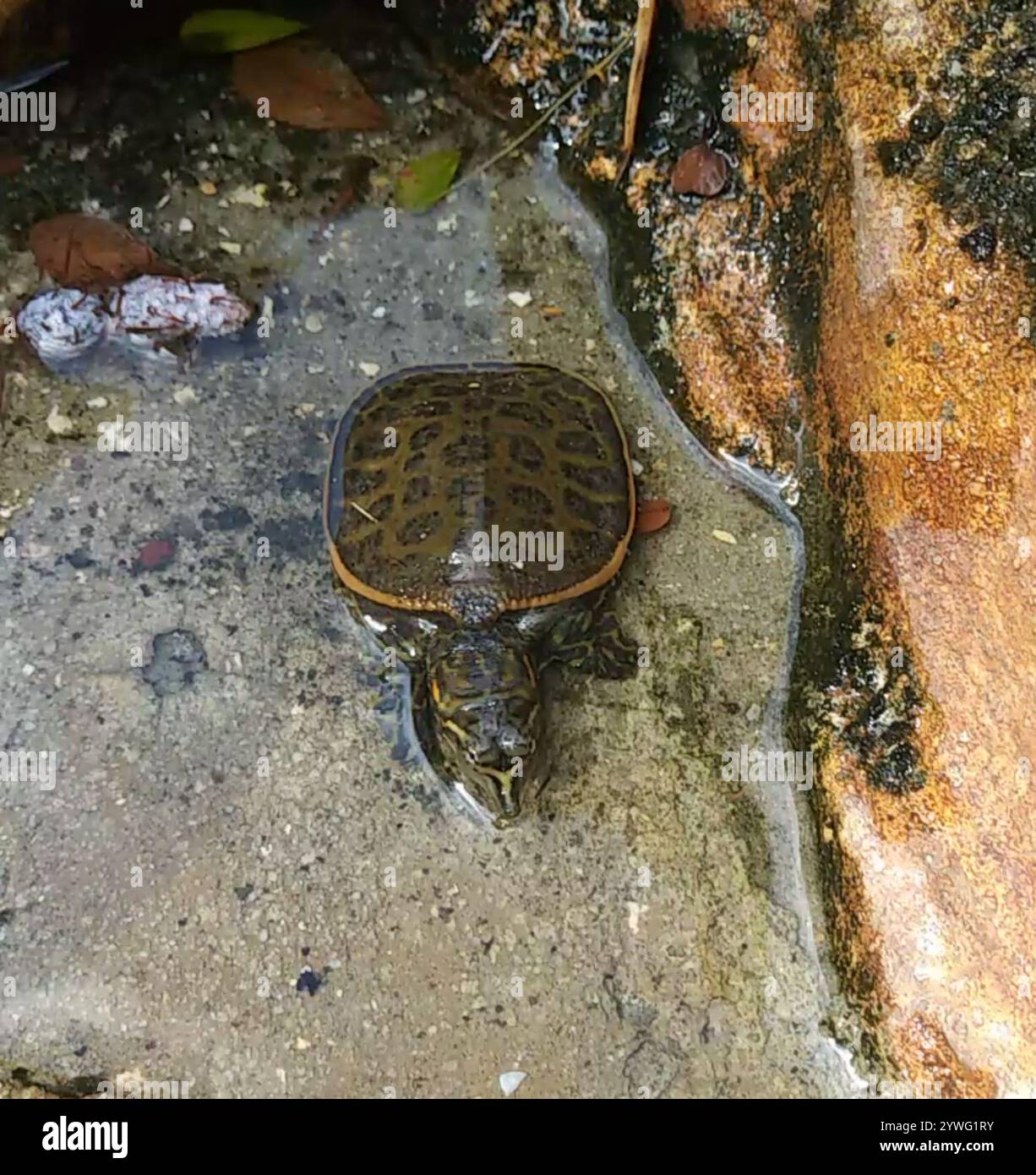 Florida Softshell Turtle (Apalone ferox Stock Photo - Alamy