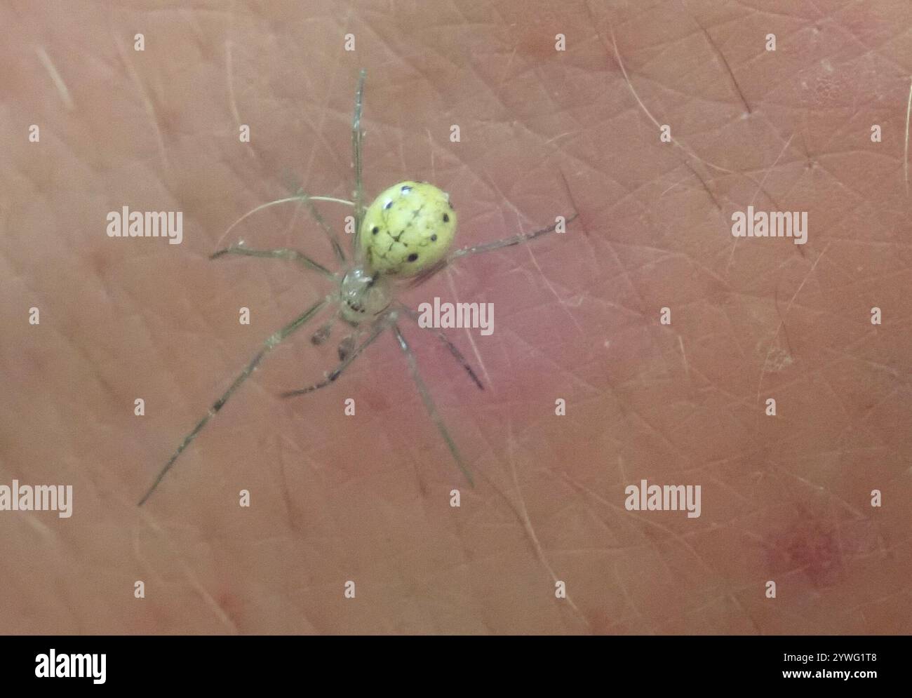 Common candy-striped spider (Enoplognatha ovata Stock Photo - Alamy