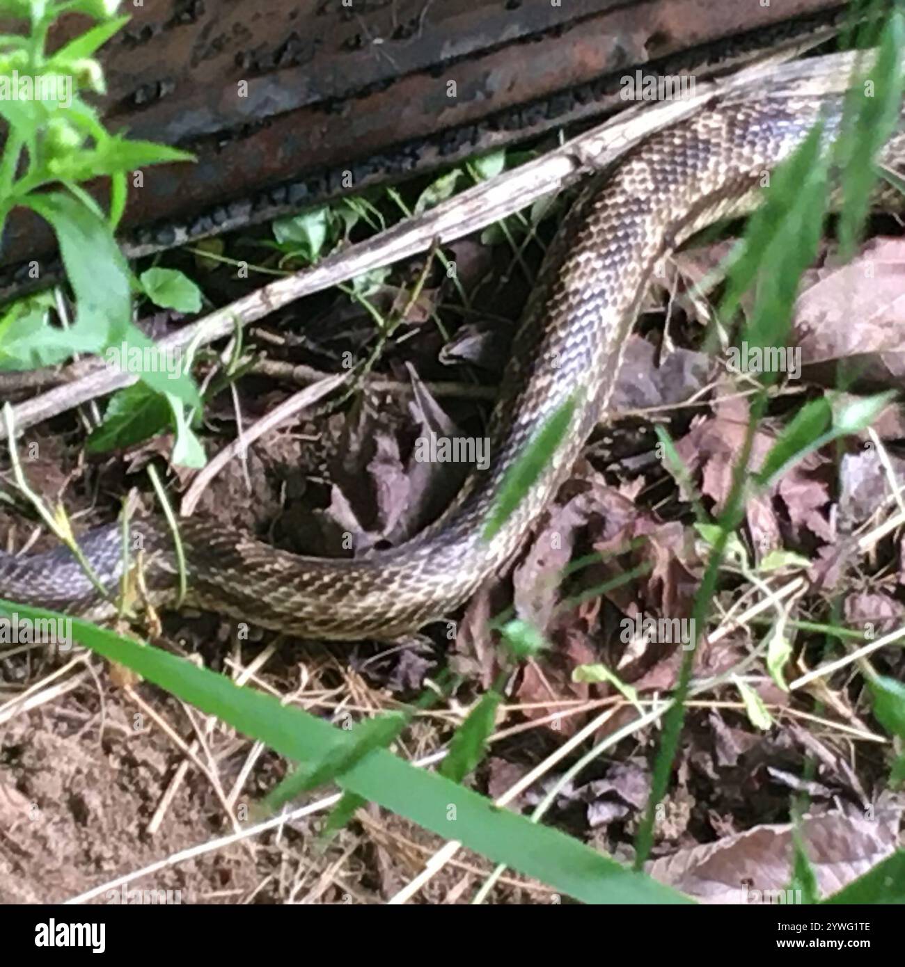 Gray Ratsnake (Pantherophis spiloides Stock Photo - Alamy