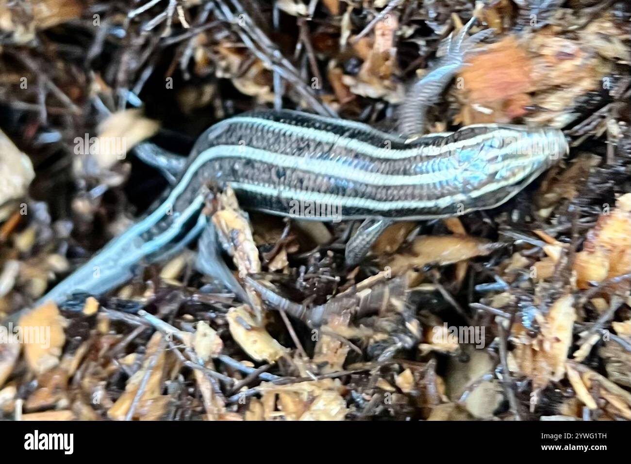 Common Five-lined Skink (Plestiodon fasciatus Stock Photo - Alamy