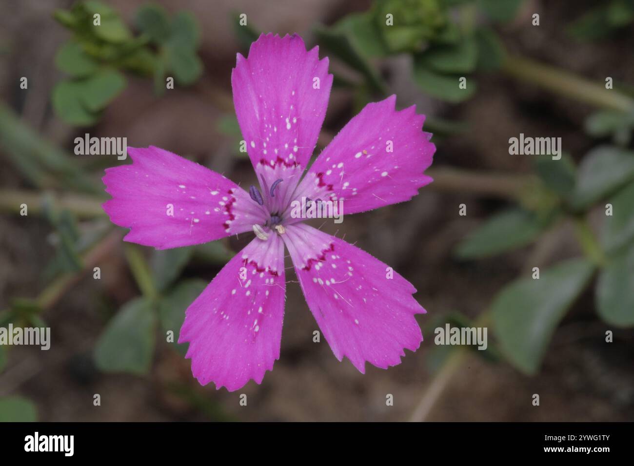 Maiden Pink (Dianthus deltoides Stock Photo - Alamy