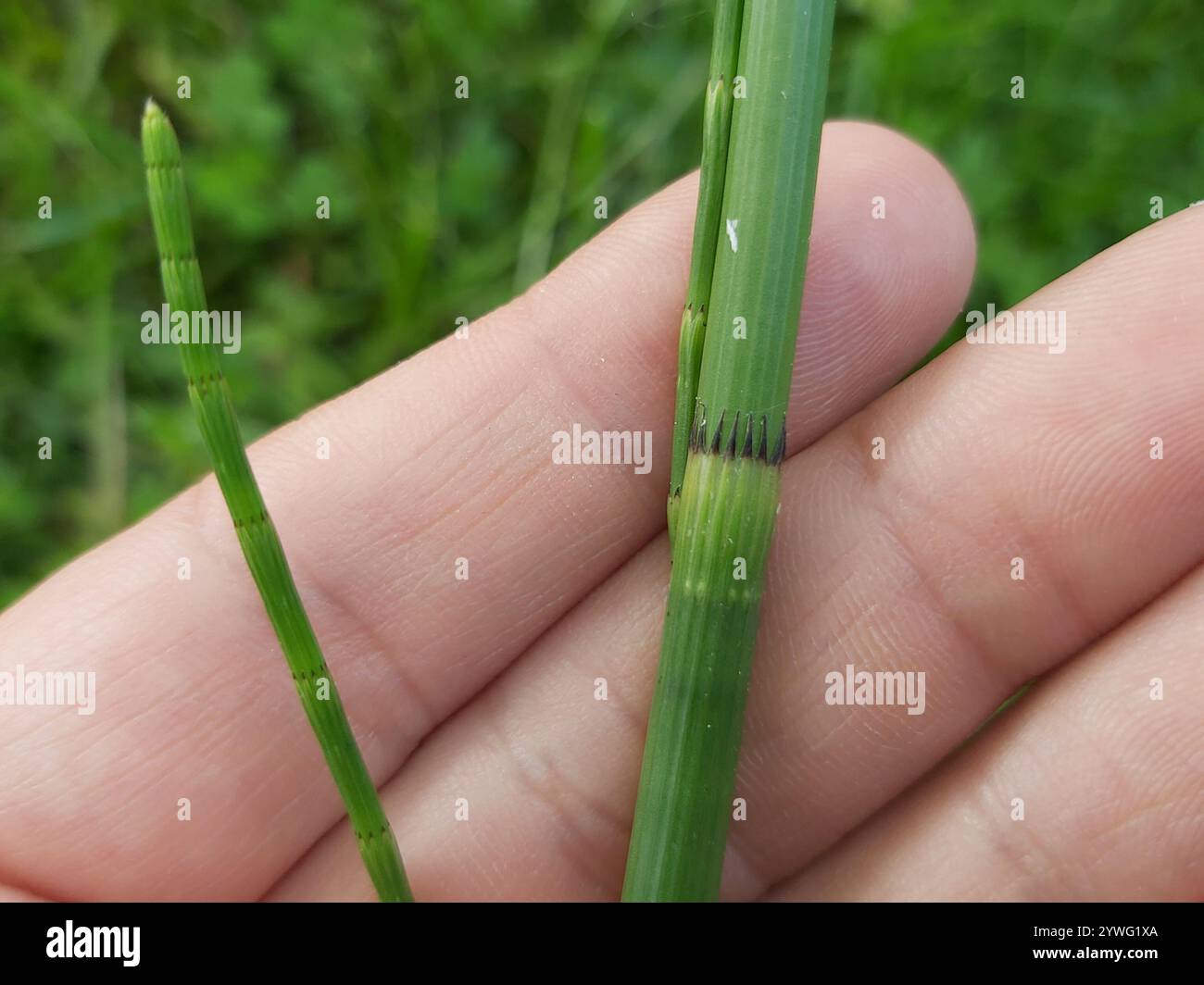 water horsetail (Equisetum fluviatile Stock Photo - Alamy