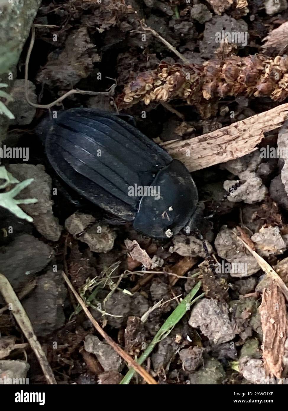 Silpha tristis hi-res stock photography and images - Alamy