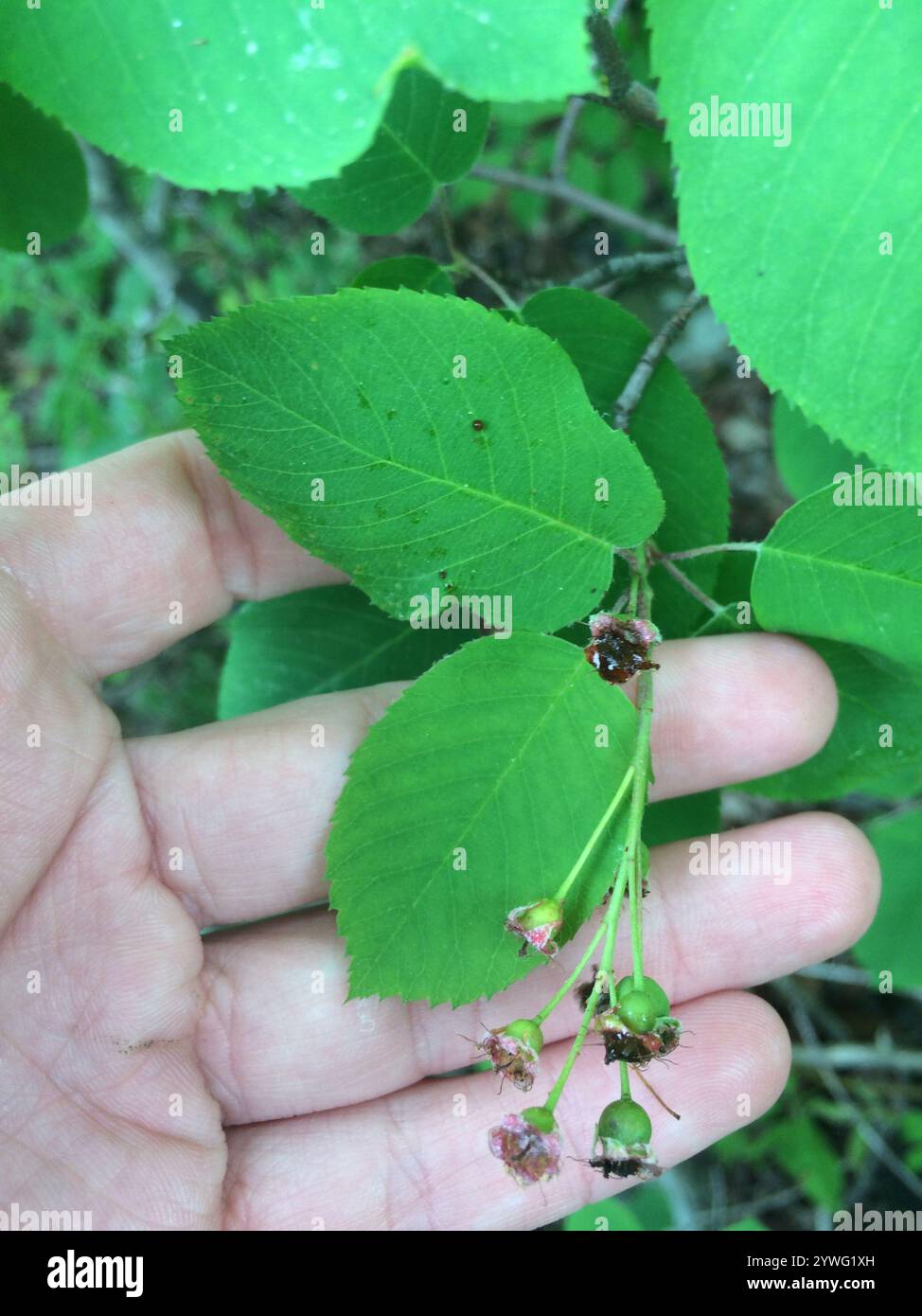 Running Serviceberry (Amelanchier stolonifera Stock Photo - Alamy