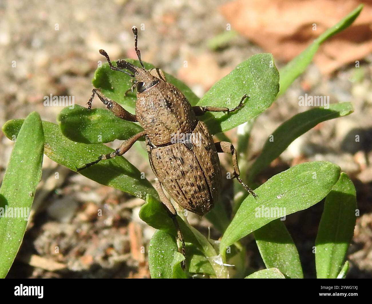 True Weevils (Curculionidae Stock Photo - Alamy