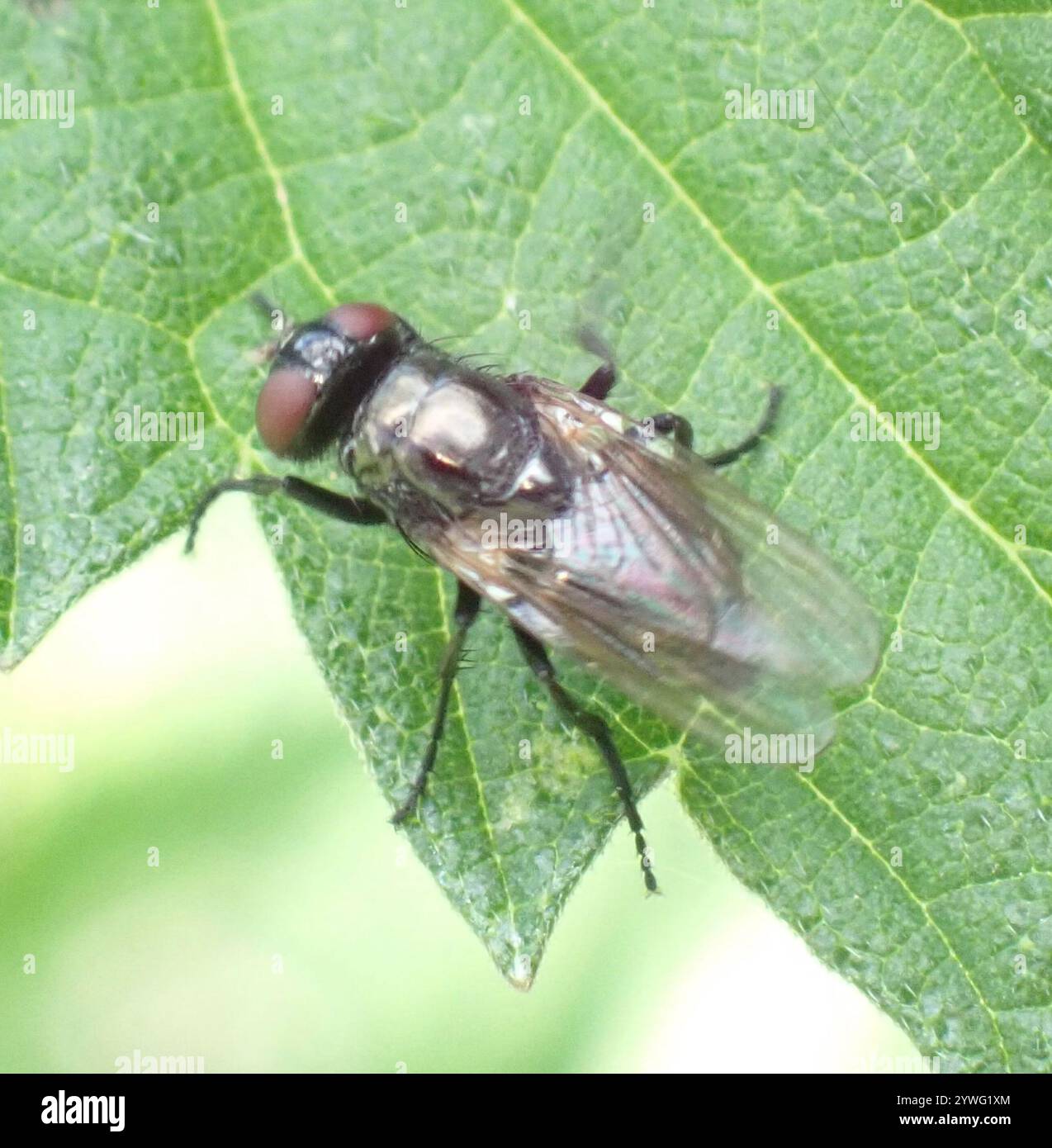 Black Dump Flies (Hydrotaea Stock Photo - Alamy
