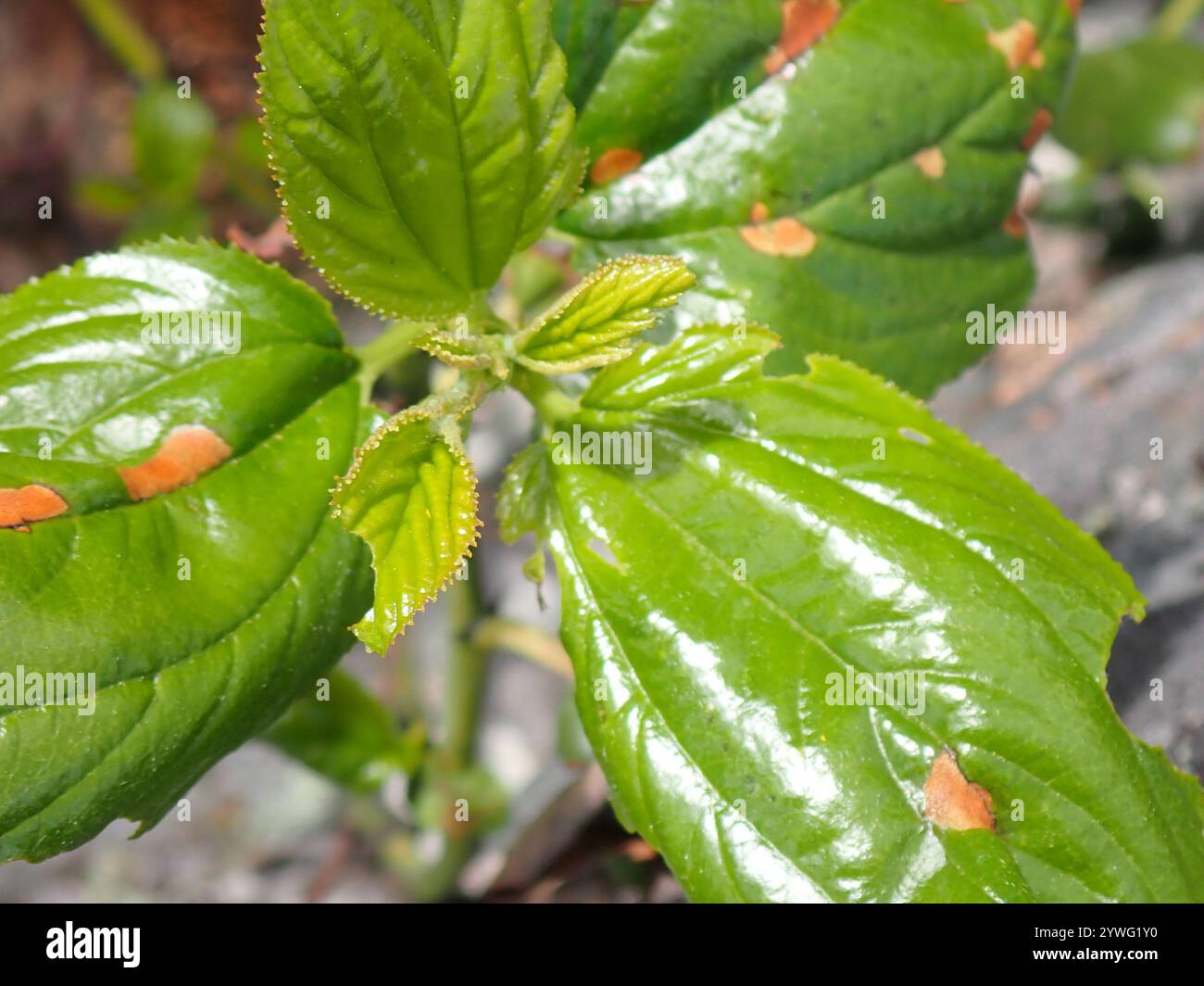 Snowbrush Ceanothus (Ceanothus velutinus Stock Photo - Alamy