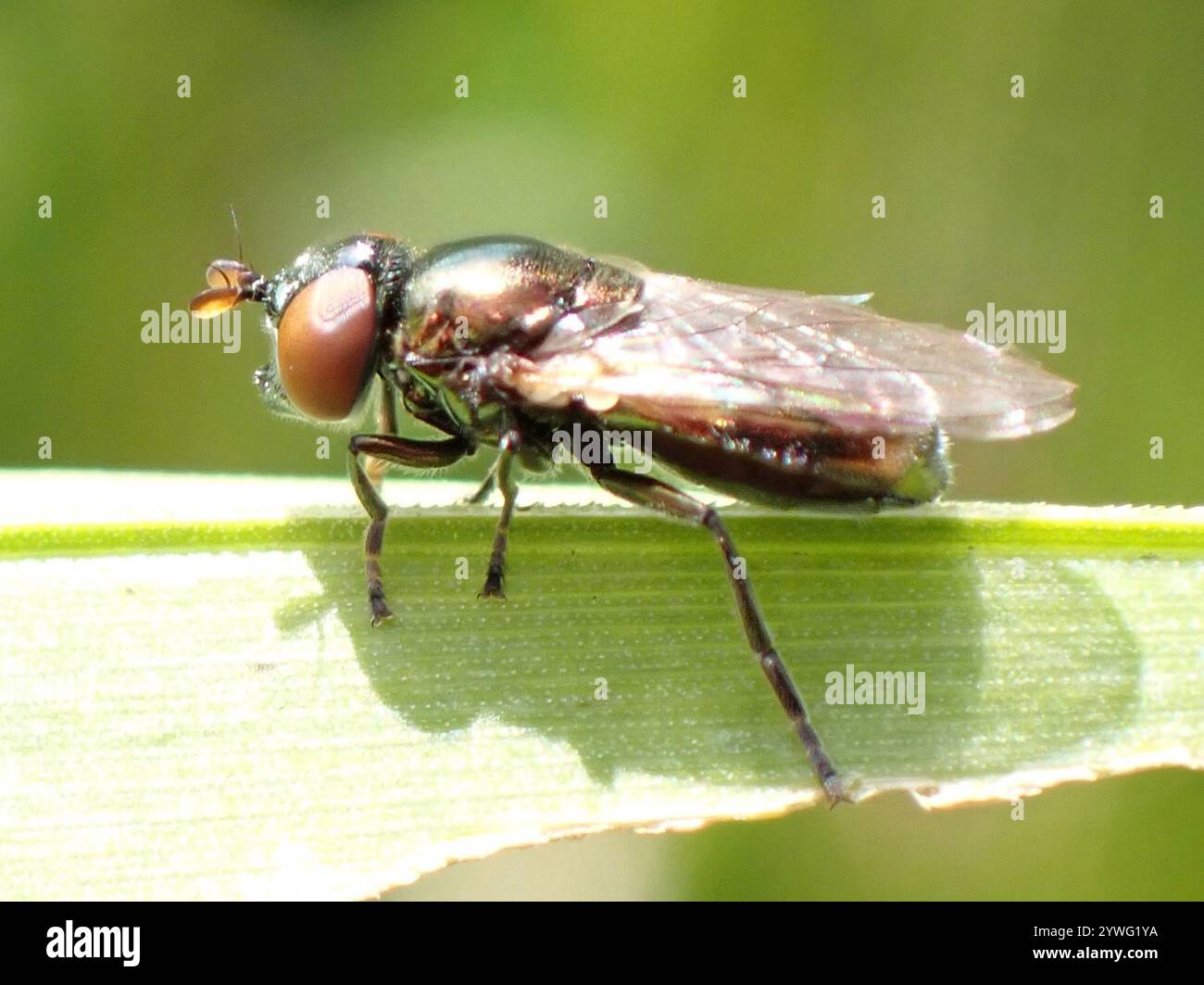 Hover Flies (Syrphidae Stock Photo - Alamy